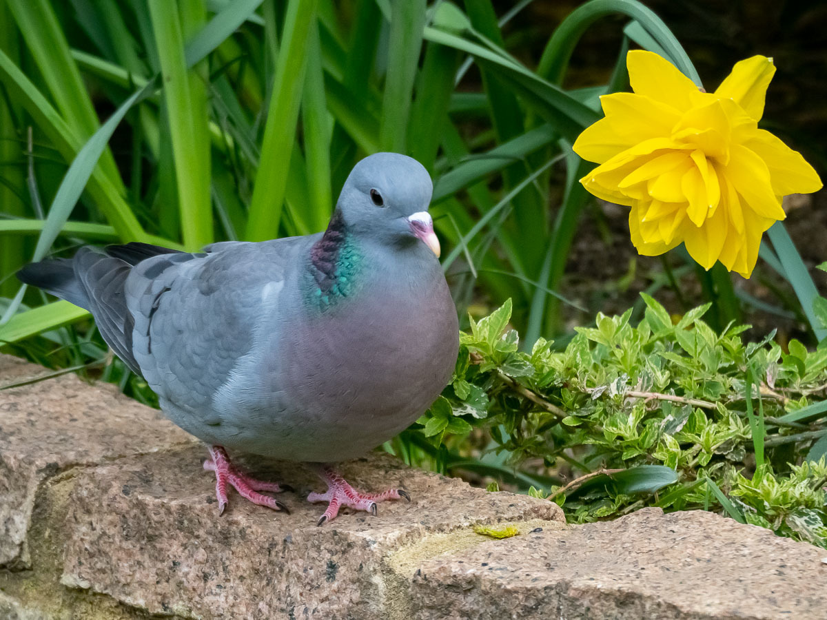 Pigeon ID please? - Olympus UK E-System User Group