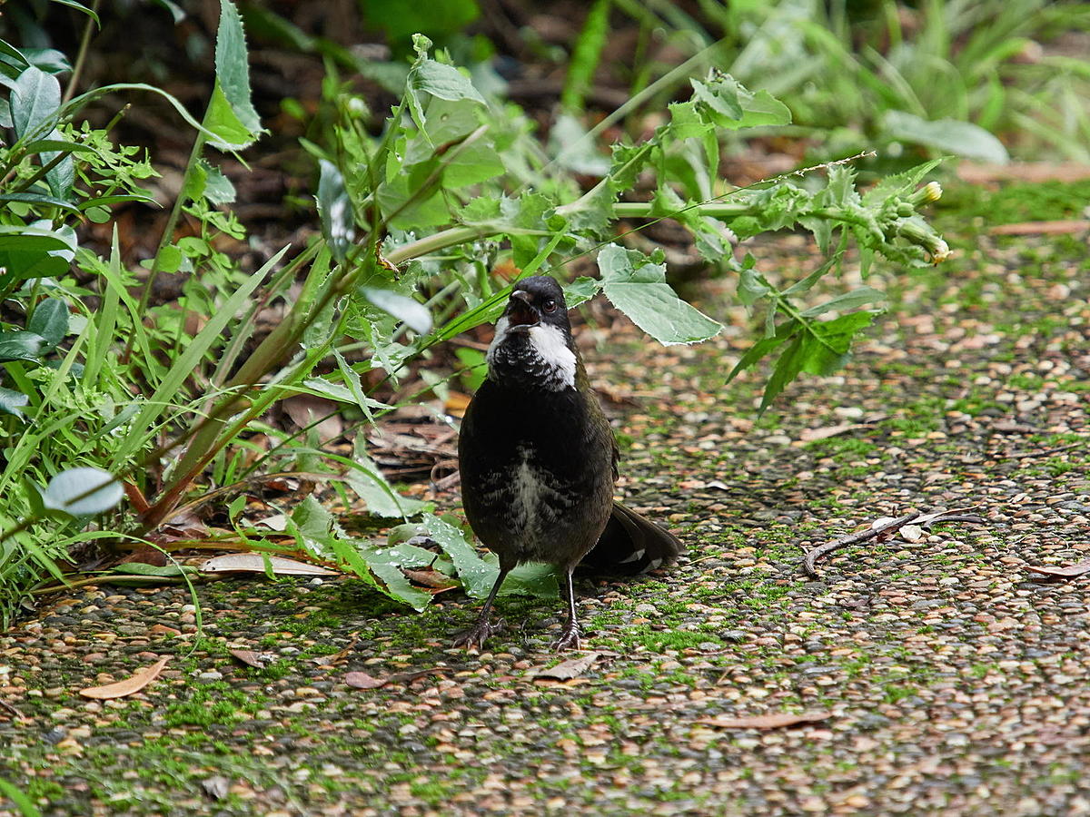 Our resident male Eastern Whipbird. - Olympus UK E-System User Group