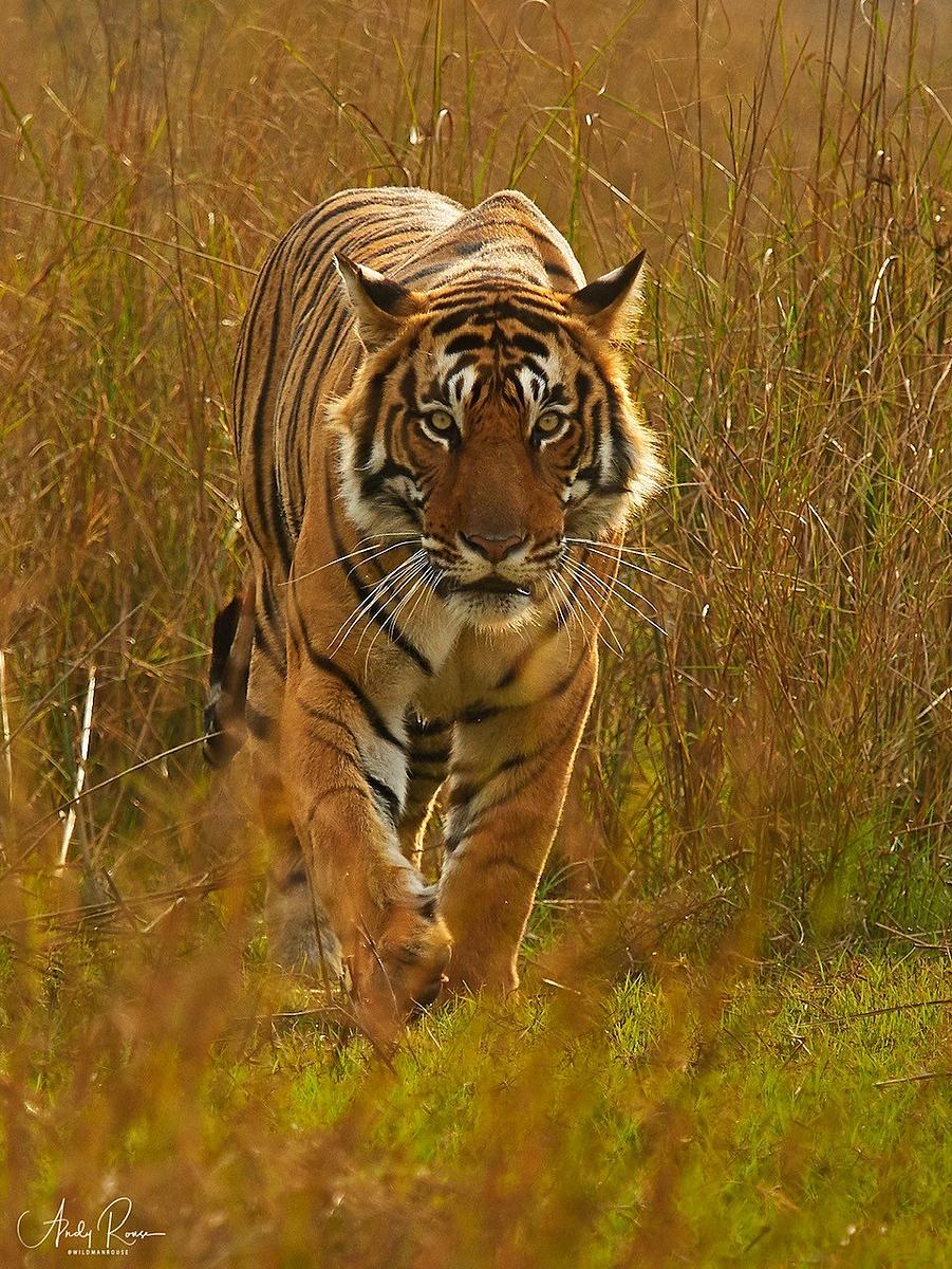 Feeling like a caged tiger? Q&A with wildlife photographer Andy Rouse ...