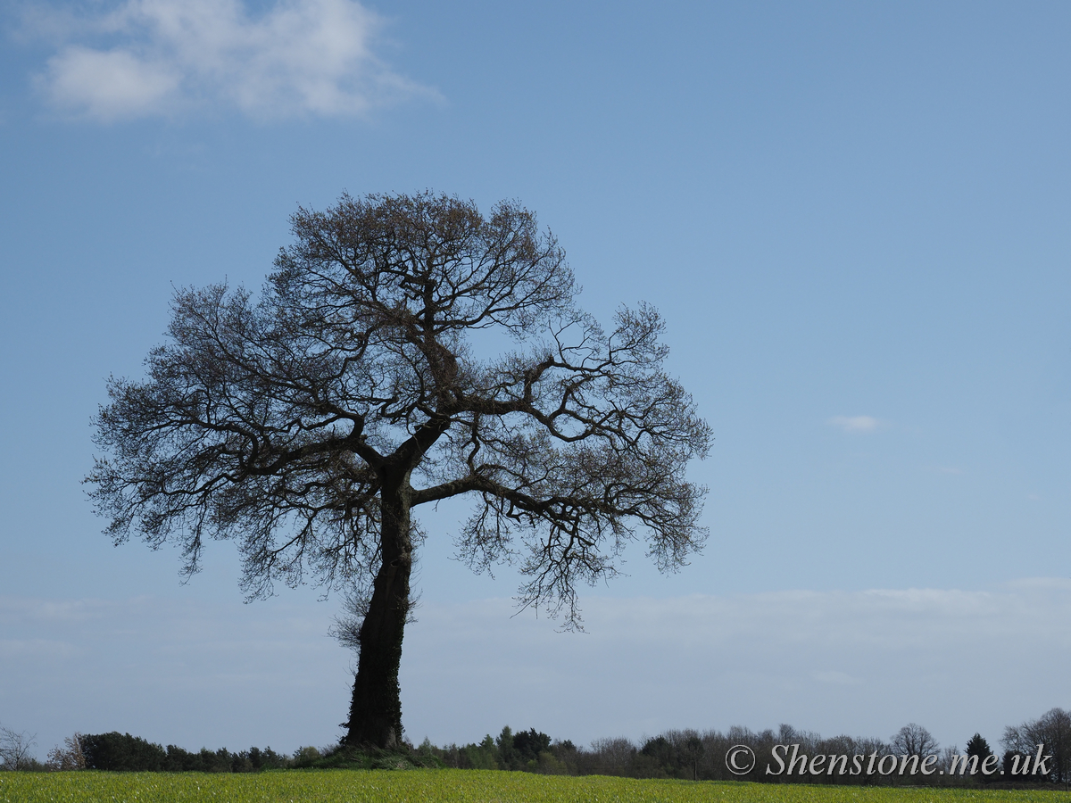 Tidy Trees - Olympus UK E-System User Group