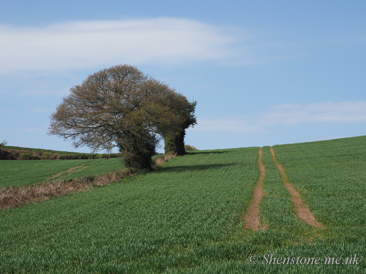 Tidy Trees - Olympus UK E-System User Group