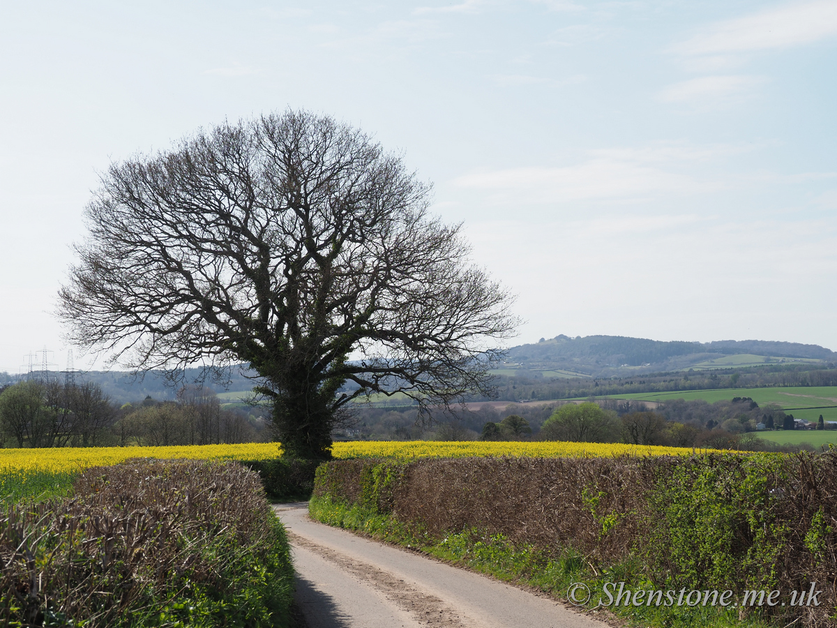 Tidy Trees - Olympus UK E-System User Group
