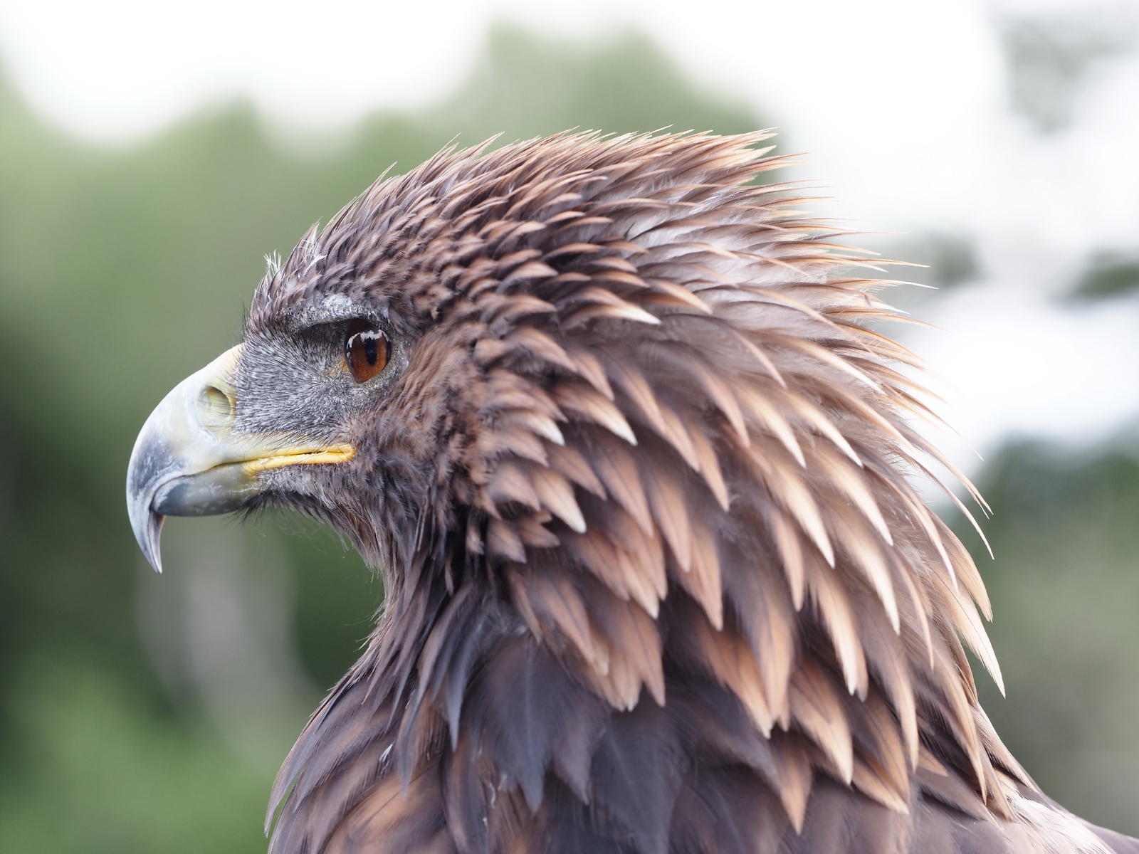 York Bird of Prey Centre - Olympus UK E-System User Group