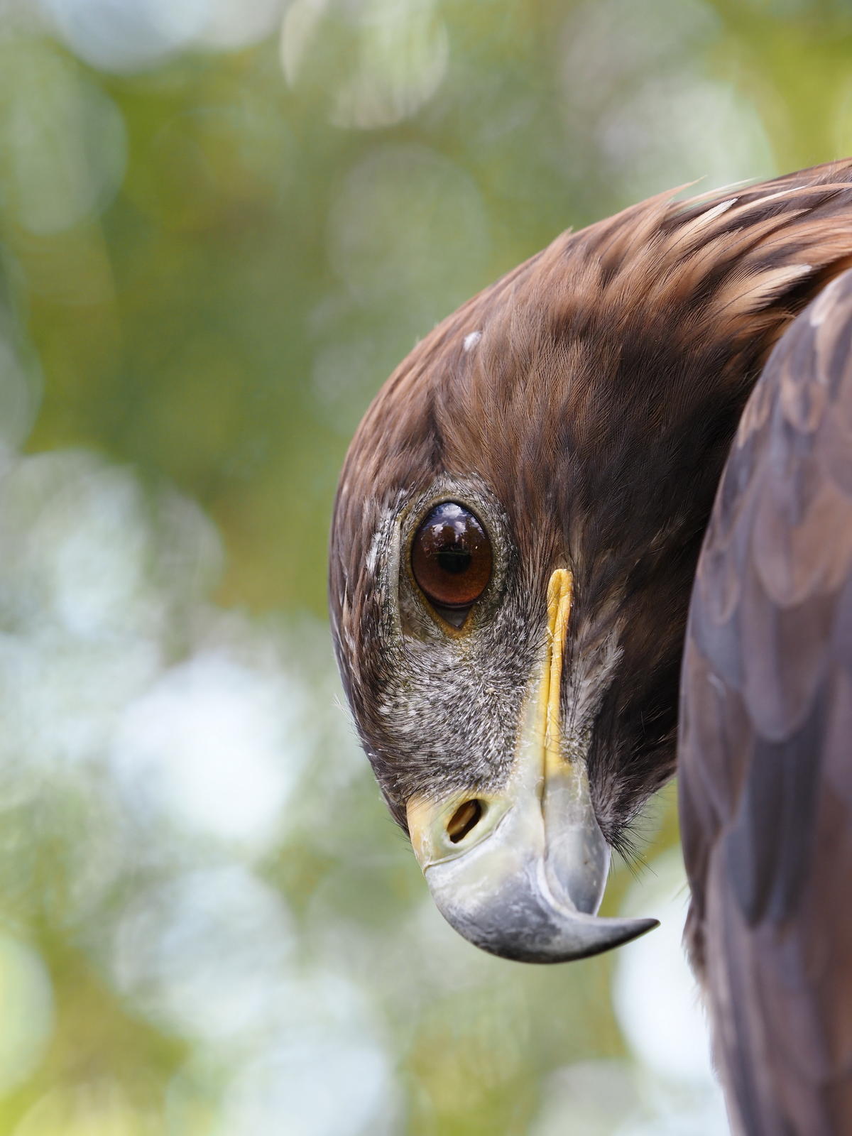 York Bird of Prey Centre - Olympus UK E-System User Group
