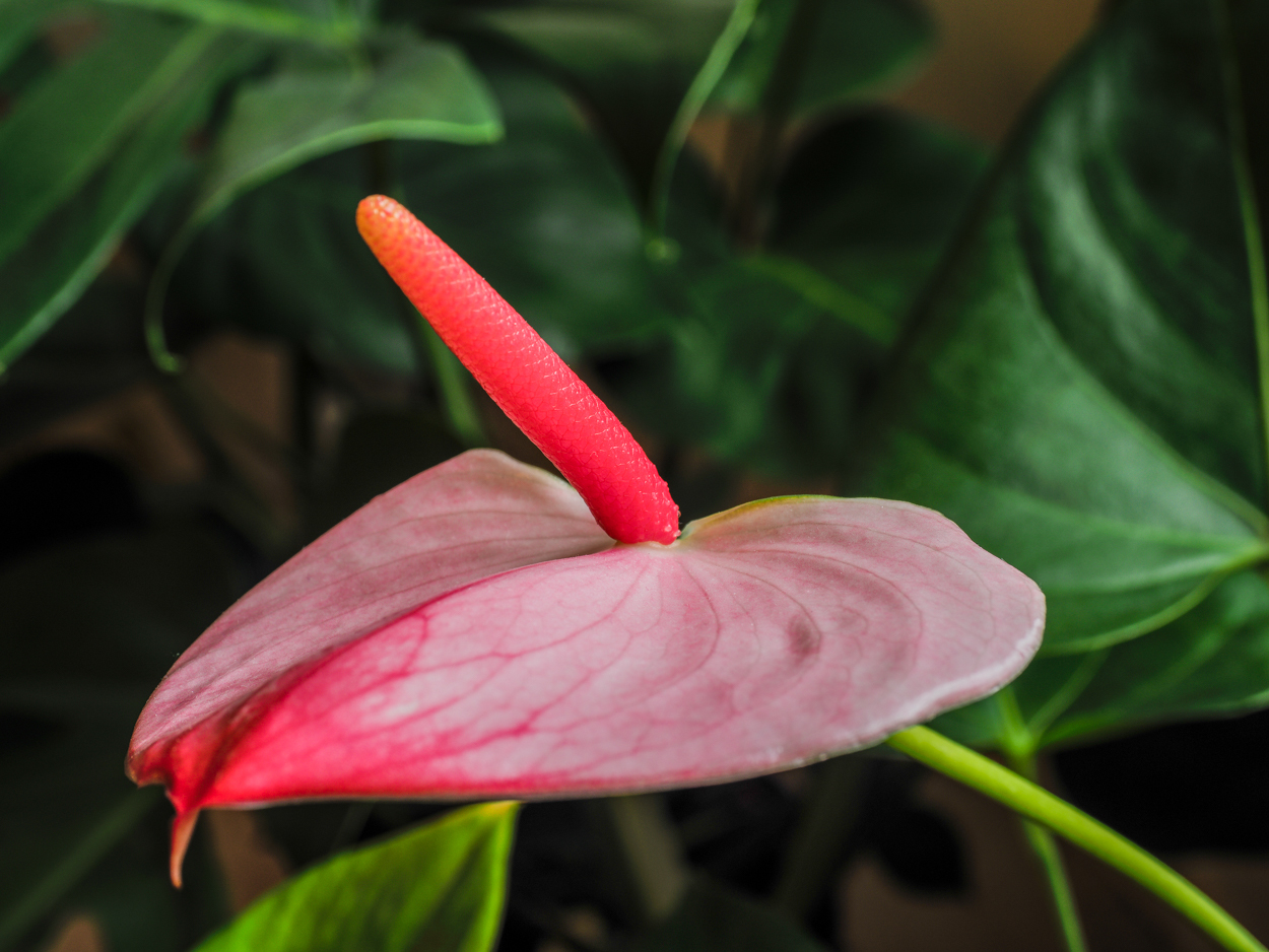 Pink willy flower... - Olympus UK E-System User Group