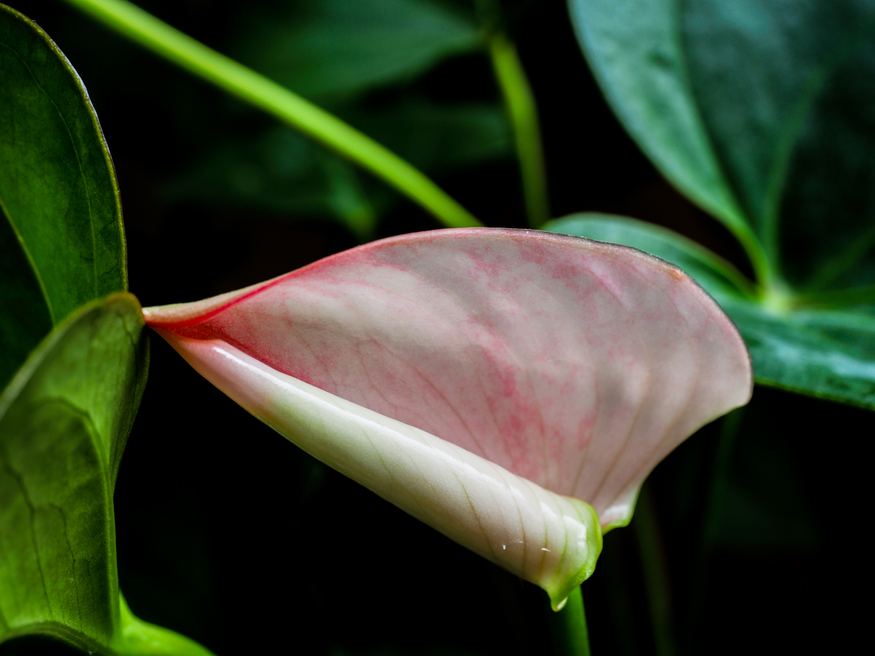 Pink willy flower... - Olympus UK E-System User Group
