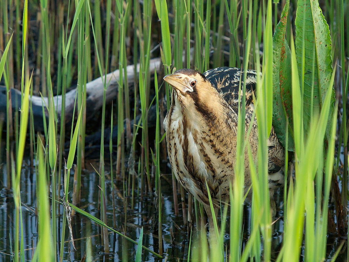 Bitterns - Olympus UK E-System User Group