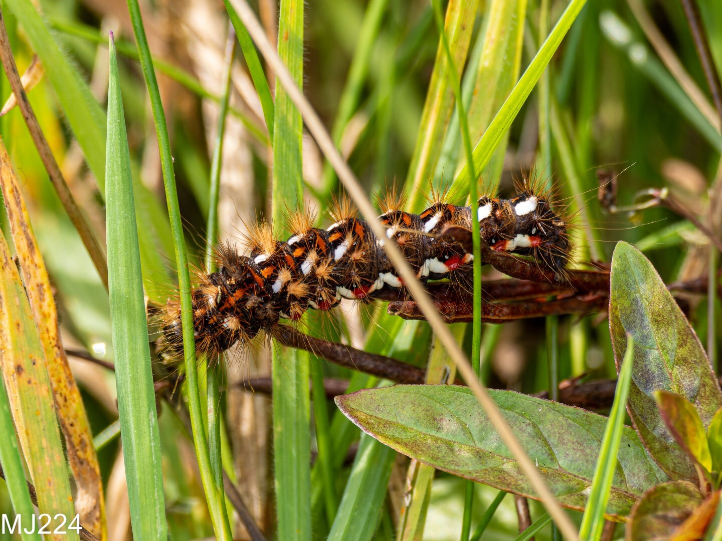 Knot Grass Moth Caterpillar - Olympus UK E-System User Group