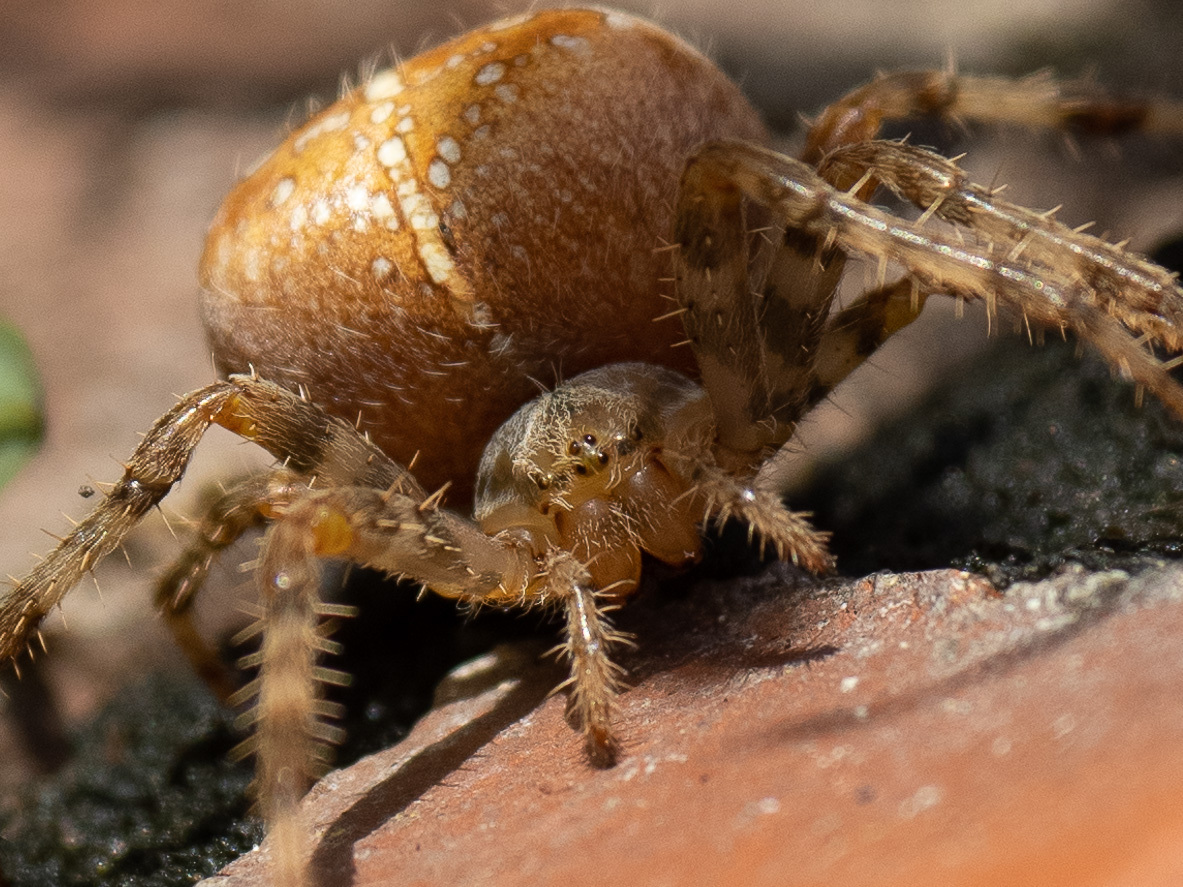 Big fat spider! - Olympus UK E-System User Group