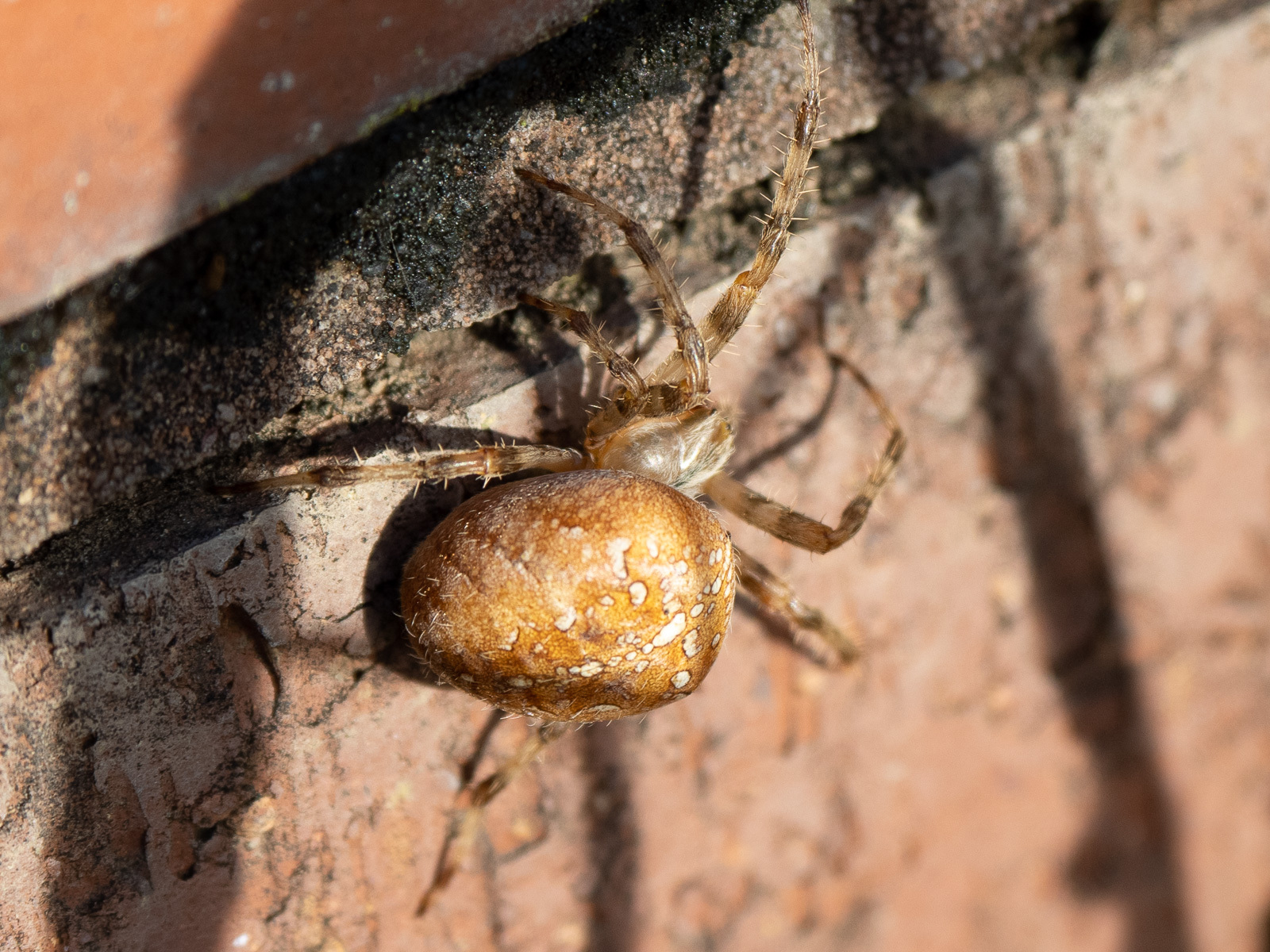 Big fat spider! - Olympus UK E-System User Group