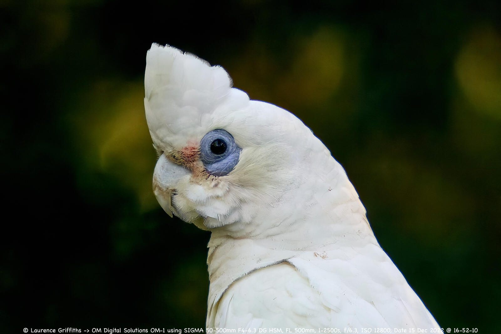 New life for an old lens -> OM-1 and Sigma 50-500mm (BIGMA) (Image ...