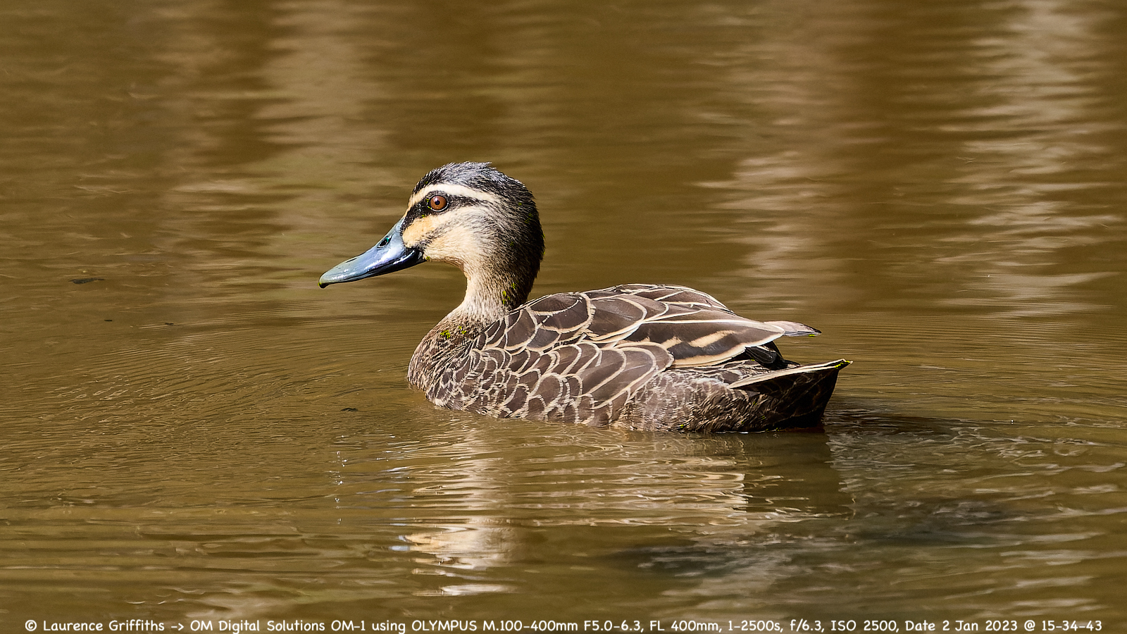 International Unsolicited Duck Photo Day - Olympus UK E-System User Group