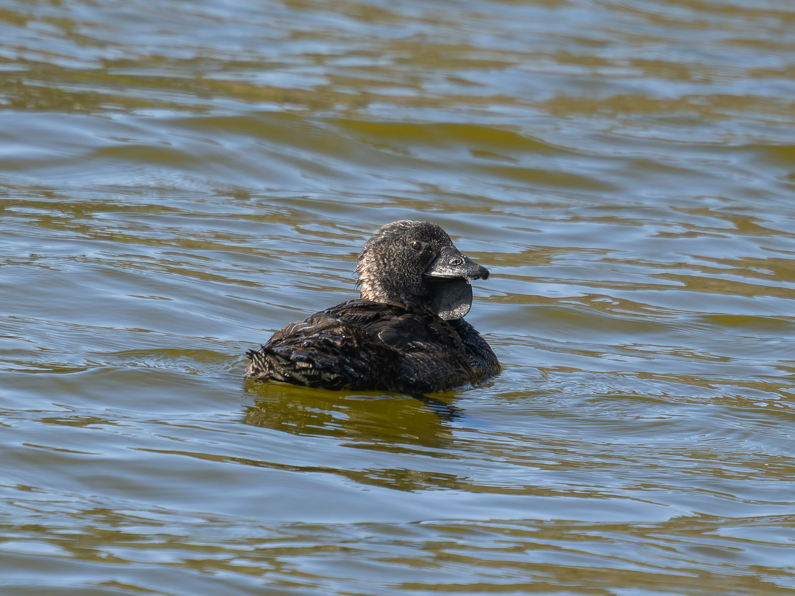 International Unsolicited Duck Photo Day - Olympus UK E-System User Group