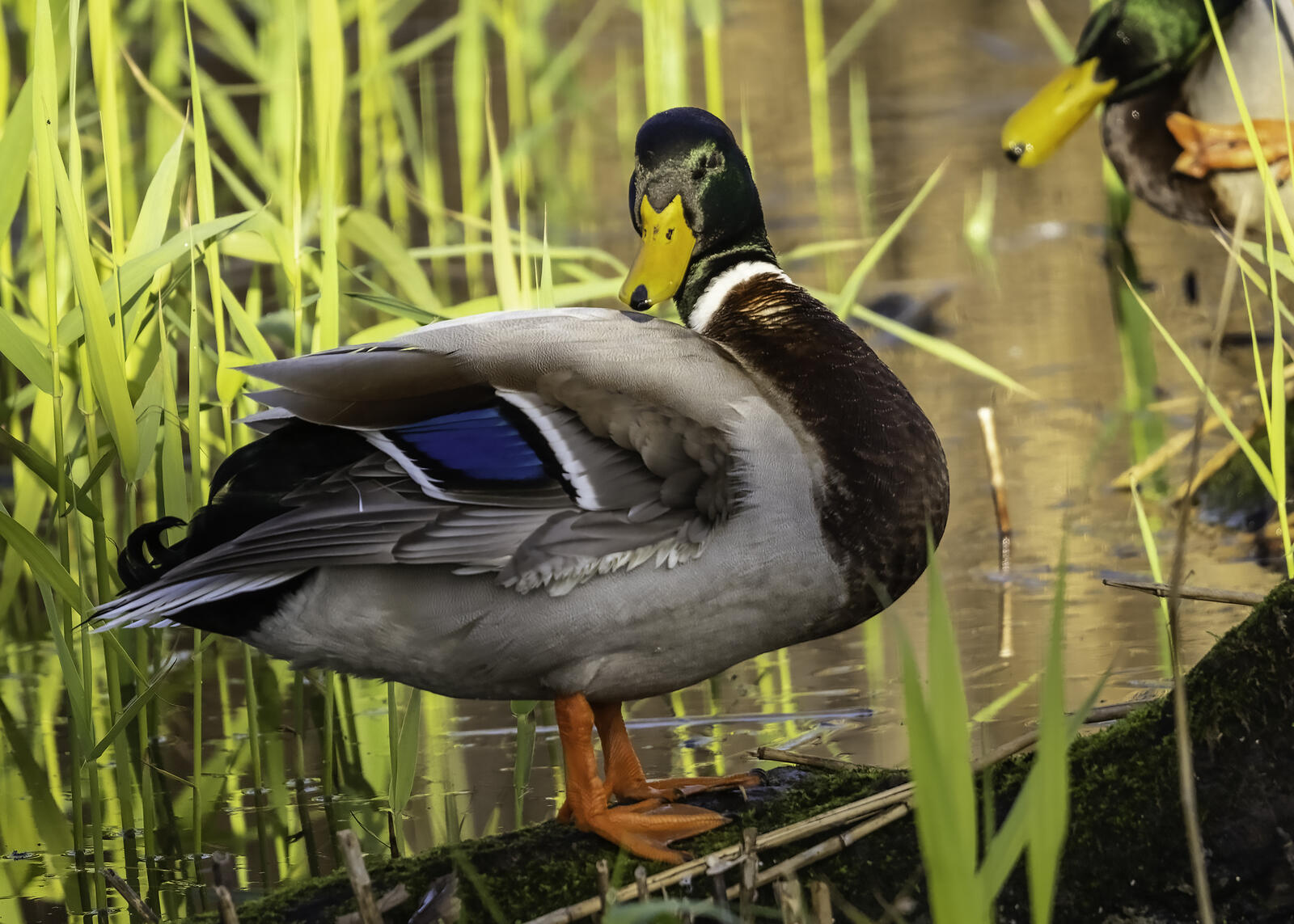 International Unsolicited Duck Photo Day - Olympus UK E-System User Group