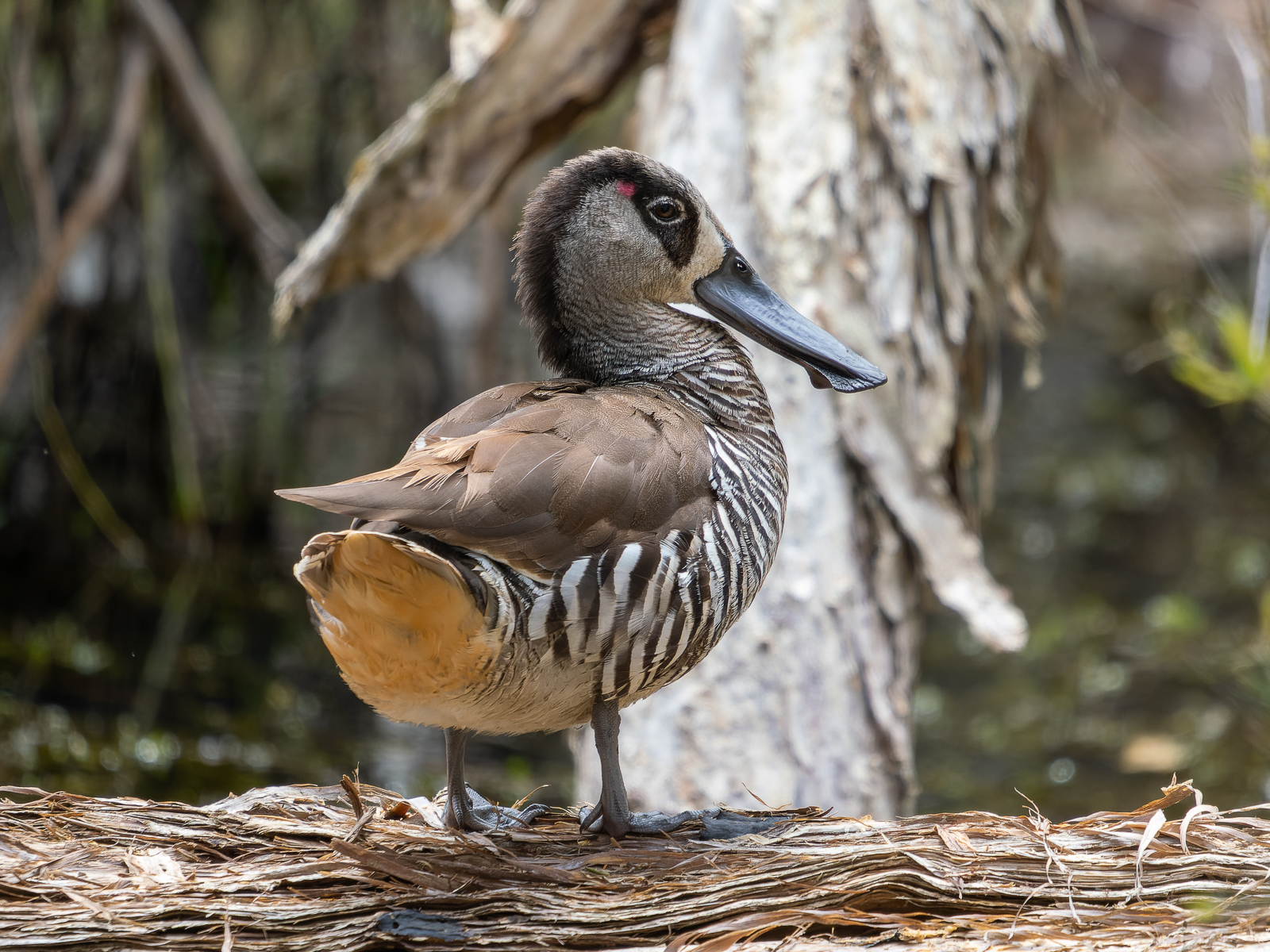 International Unsolicited Duck Photo Day - Olympus UK E-System User Group