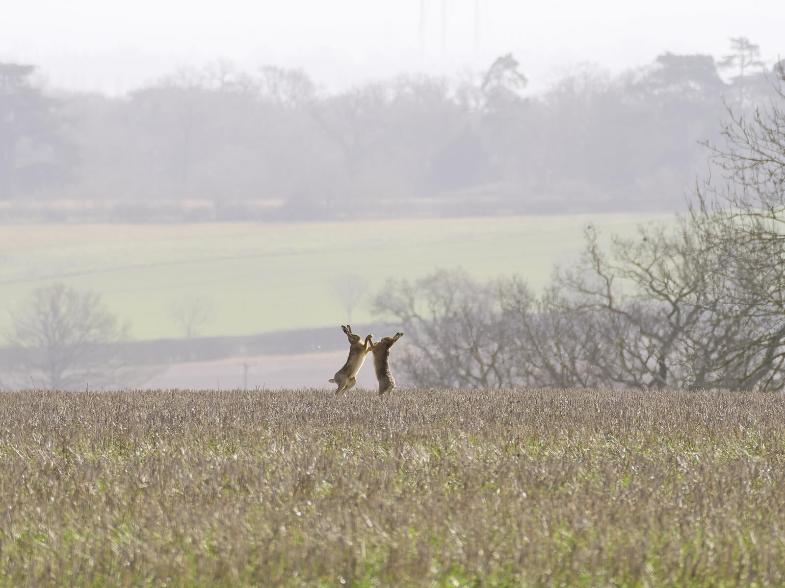 Some Hare shots from the weekend, it must be March! - Olympus UK E ...