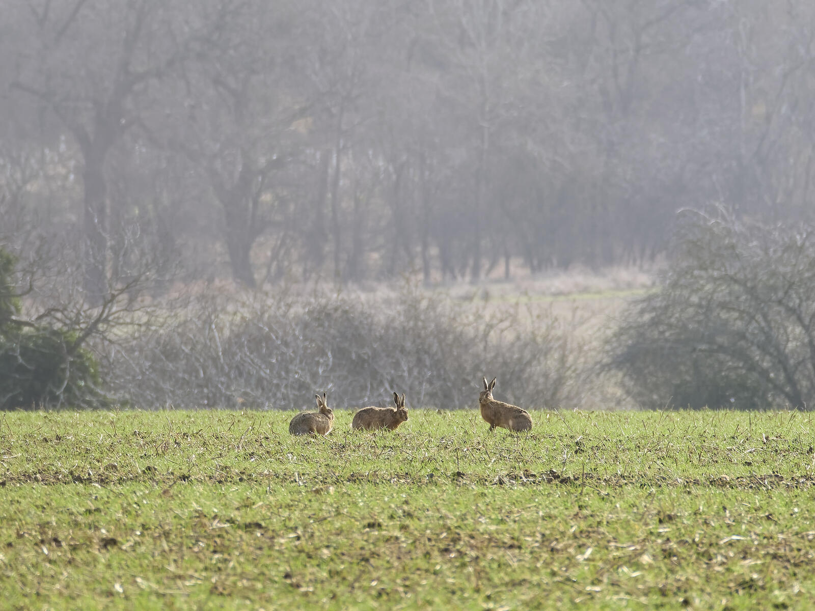 Some Hare shots from the weekend, it must be March! - Olympus UK E ...