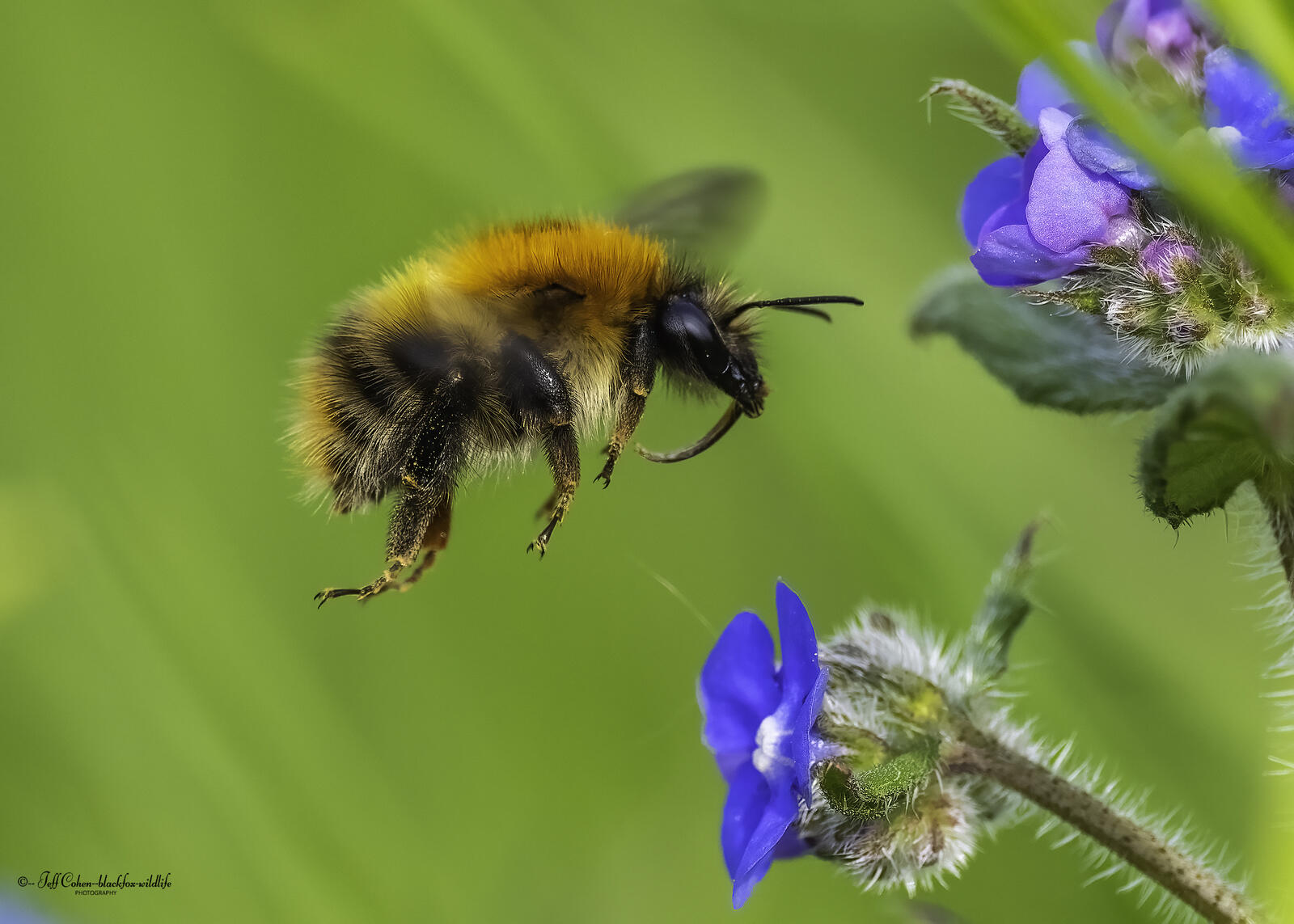 buzzing - Olympus UK E-System User Group