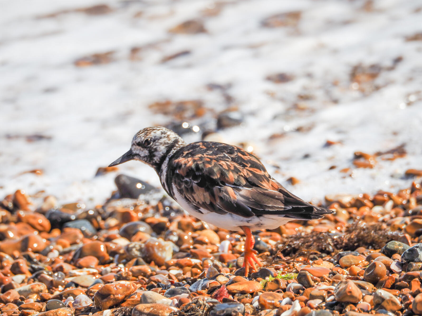 75-300 its really ok - Olympus UK E-System User Group