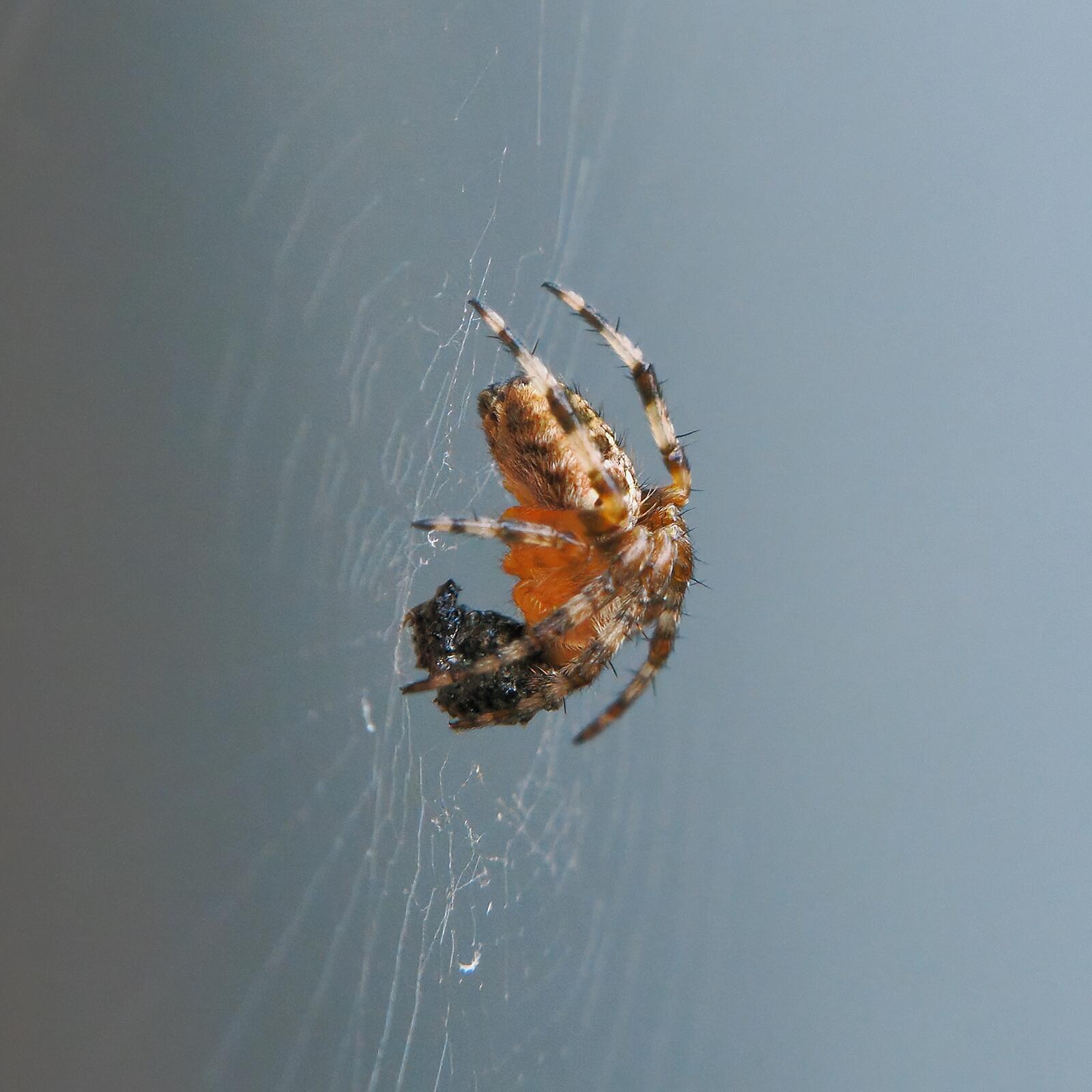 The gruesome tale of a spider, a bee, and a wasp. - Olympus UK E-System ...