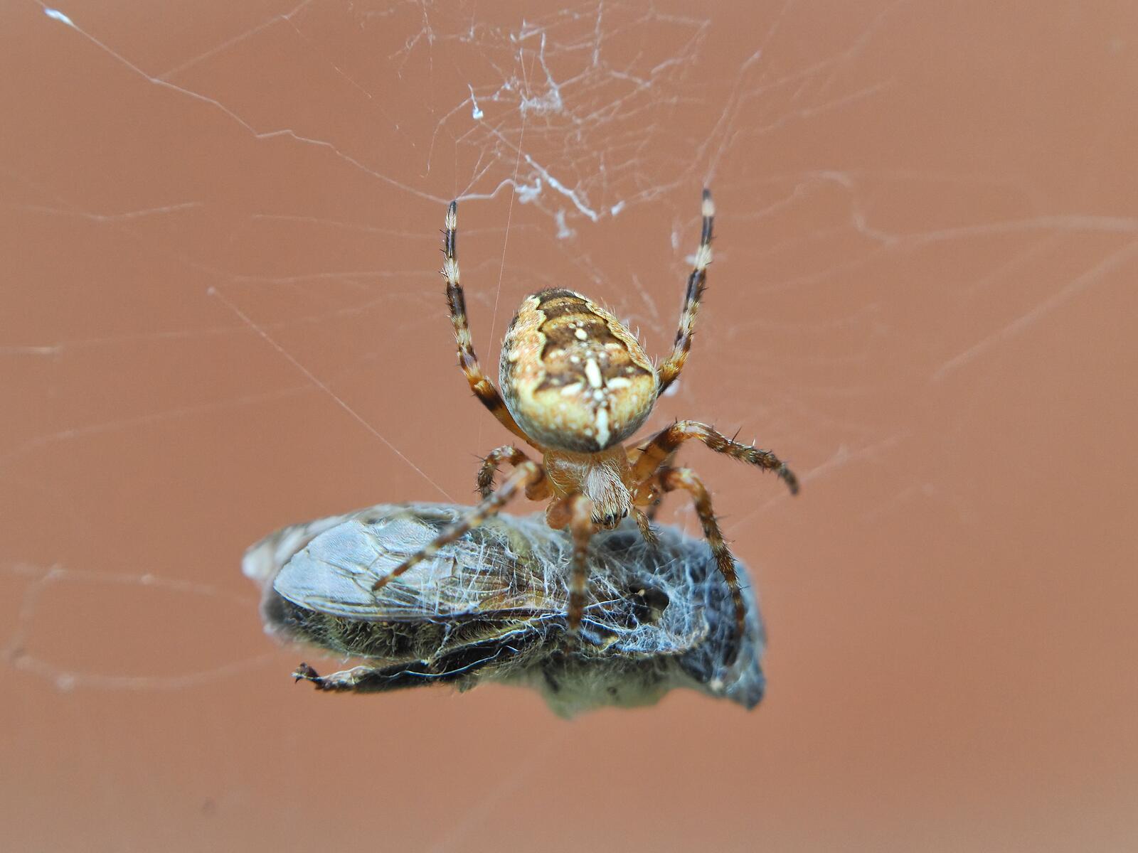 The gruesome tale of a spider, a bee, and a wasp. - Olympus UK E-System ...