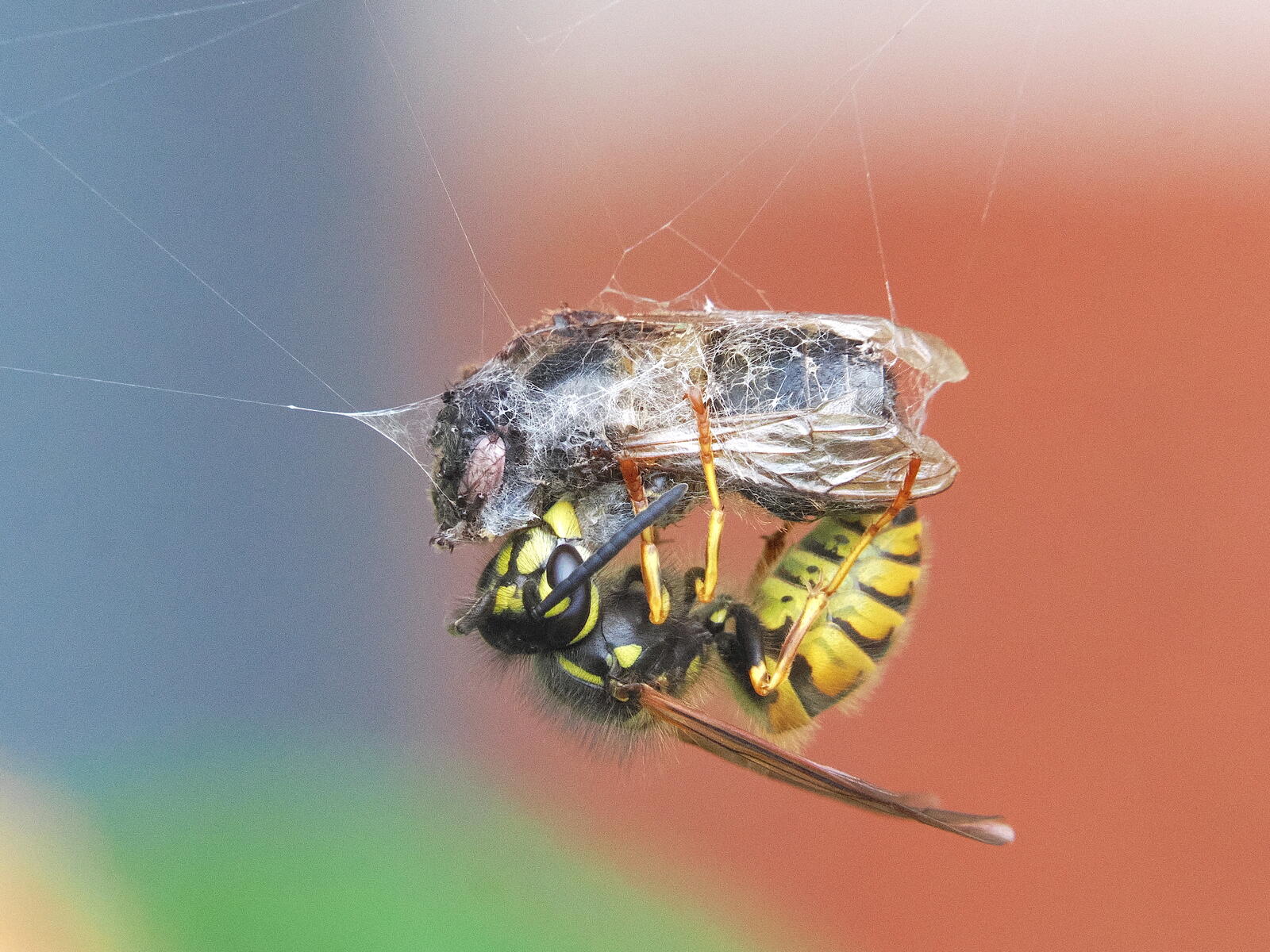 The gruesome tale of a spider, a bee, and a wasp. - Olympus UK E-System ...