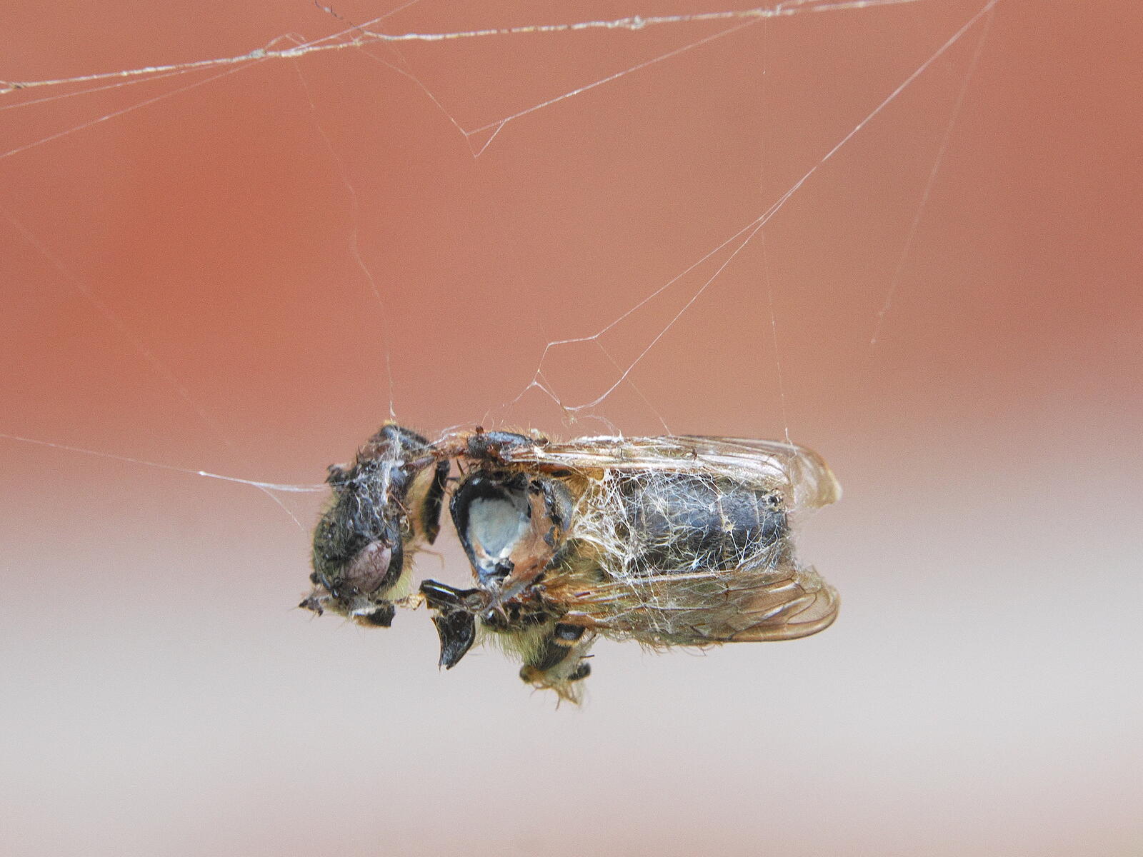 The gruesome tale of a spider, a bee, and a wasp. - Olympus UK E-System ...