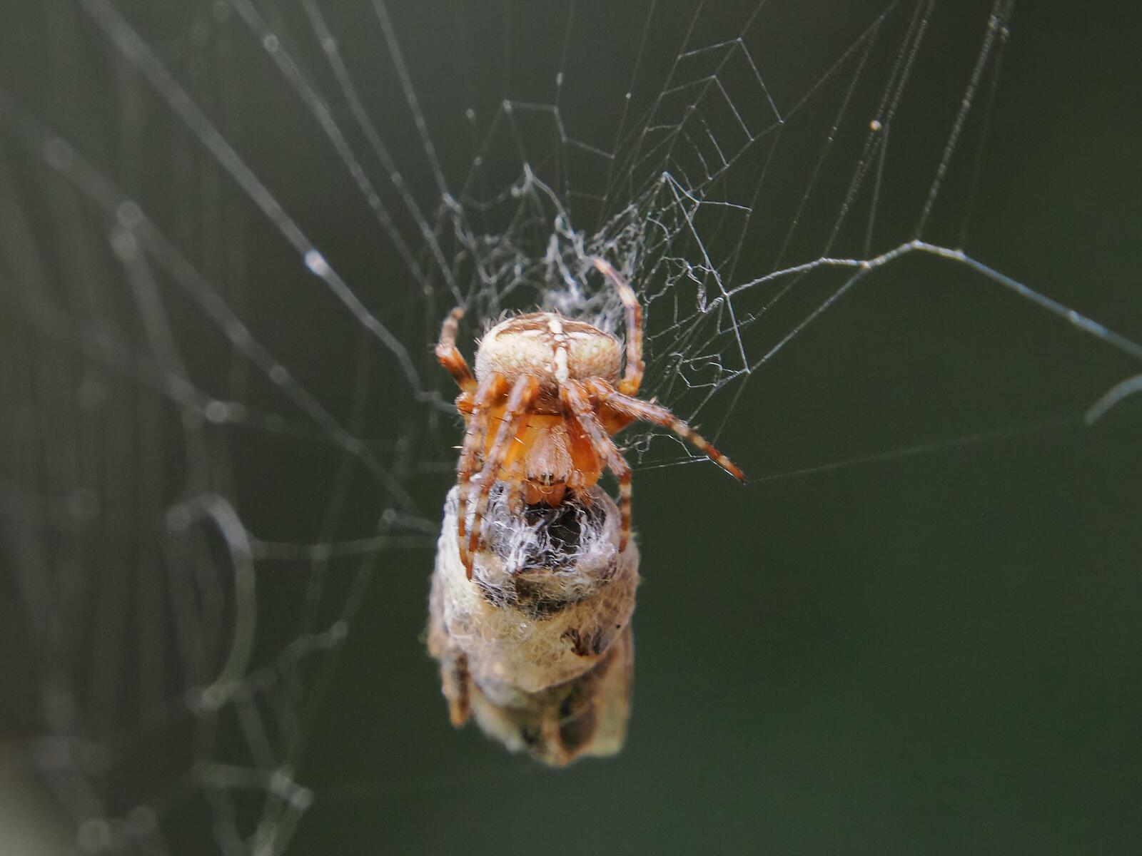 The gruesome tale of a spider, a bee, and a wasp. - Olympus UK E-System ...