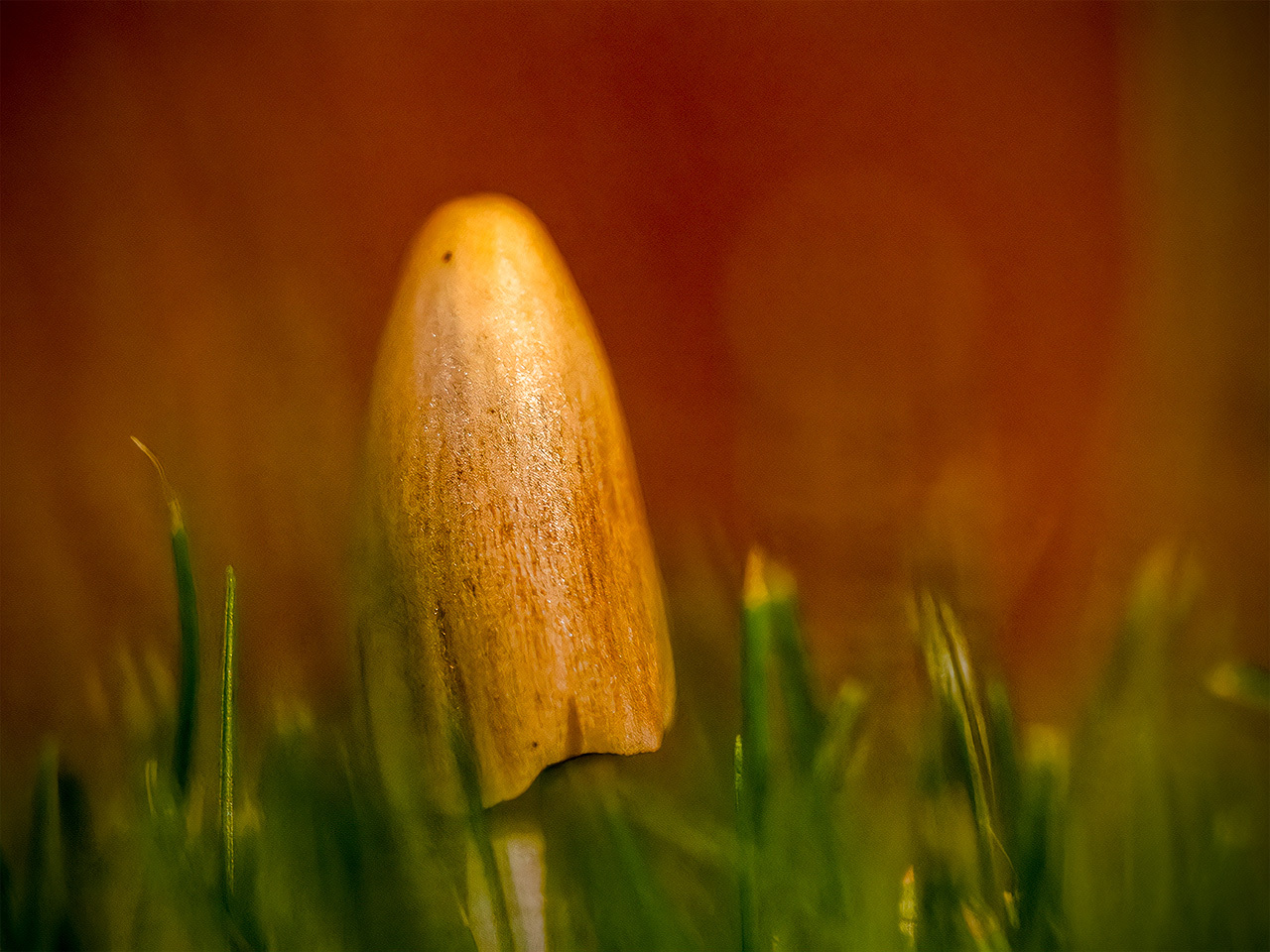 Hiding in the Lawn - Olympus UK E-System User Group