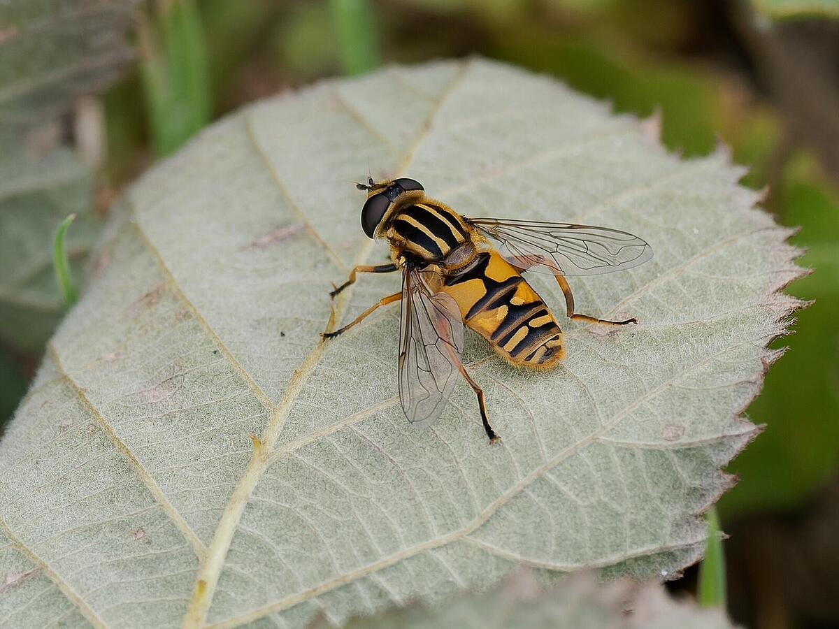 Sun Fly - Olympus UK E-System User Group