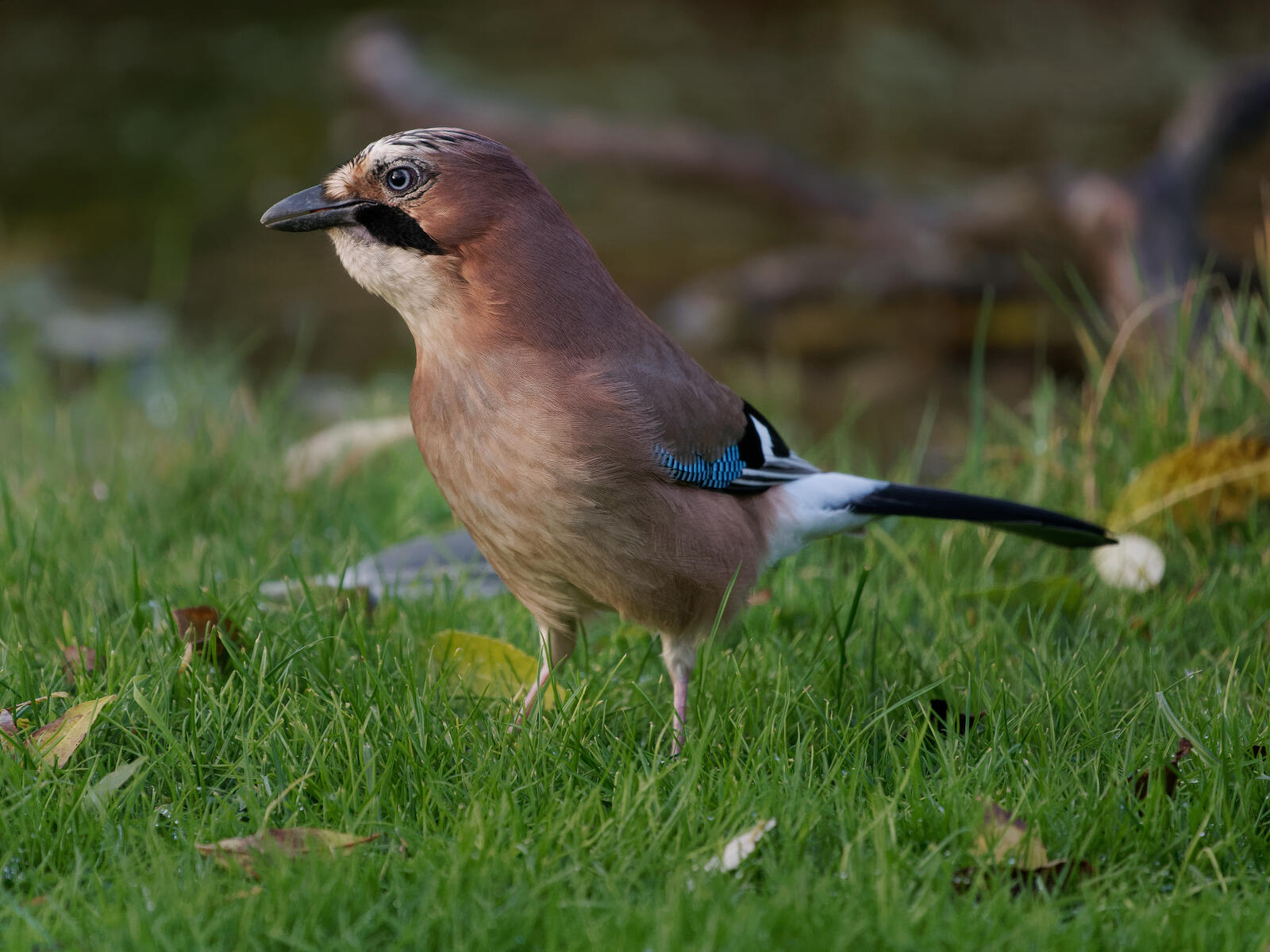 Eurasian Jay at 120 yards... - Olympus UK E-System User Group