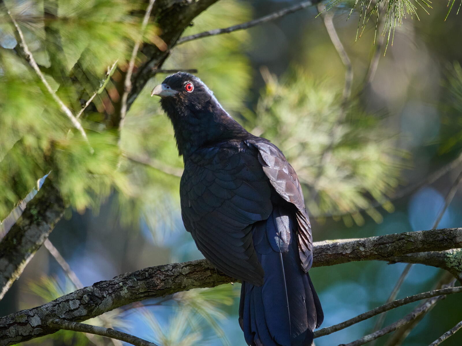A visiting male Eastern Koel. - Olympus UK E-System User Group