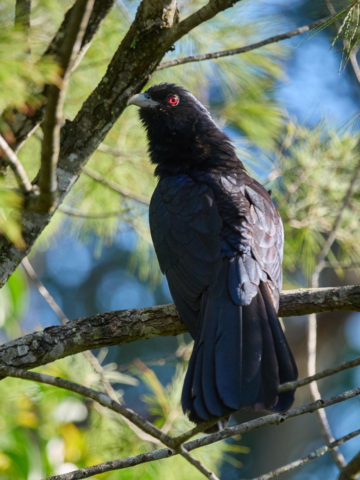 A visiting male Eastern Koel. - Olympus UK E-System User Group