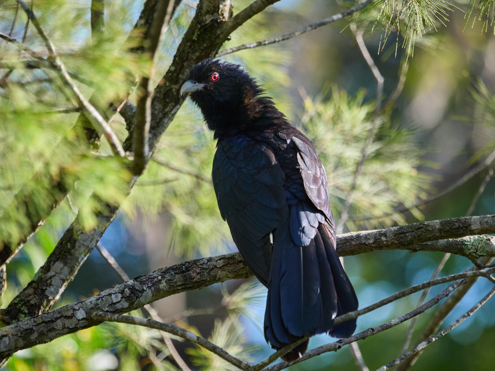 A visiting male Eastern Koel. - Olympus UK E-System User Group