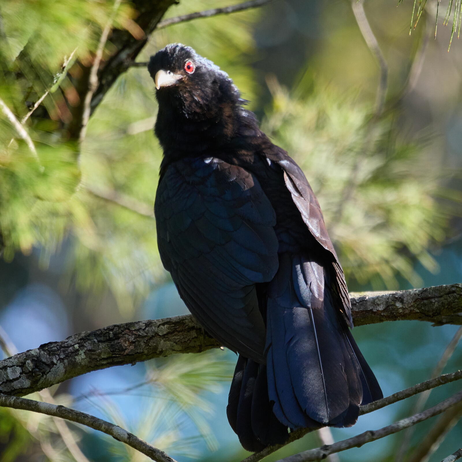 A visiting male Eastern Koel. - Olympus UK E-System User Group