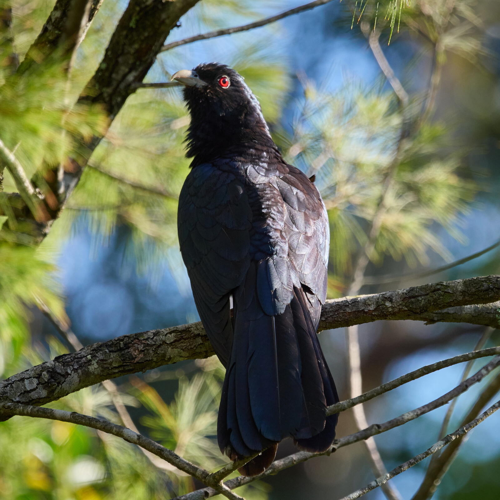 A visiting male Eastern Koel. - Olympus UK E-System User Group