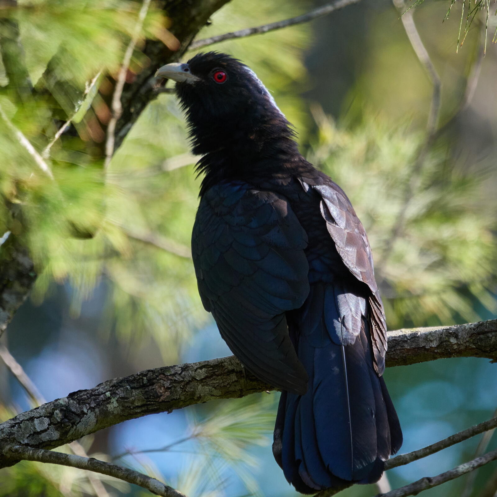 A visiting male Eastern Koel. - Olympus UK E-System User Group