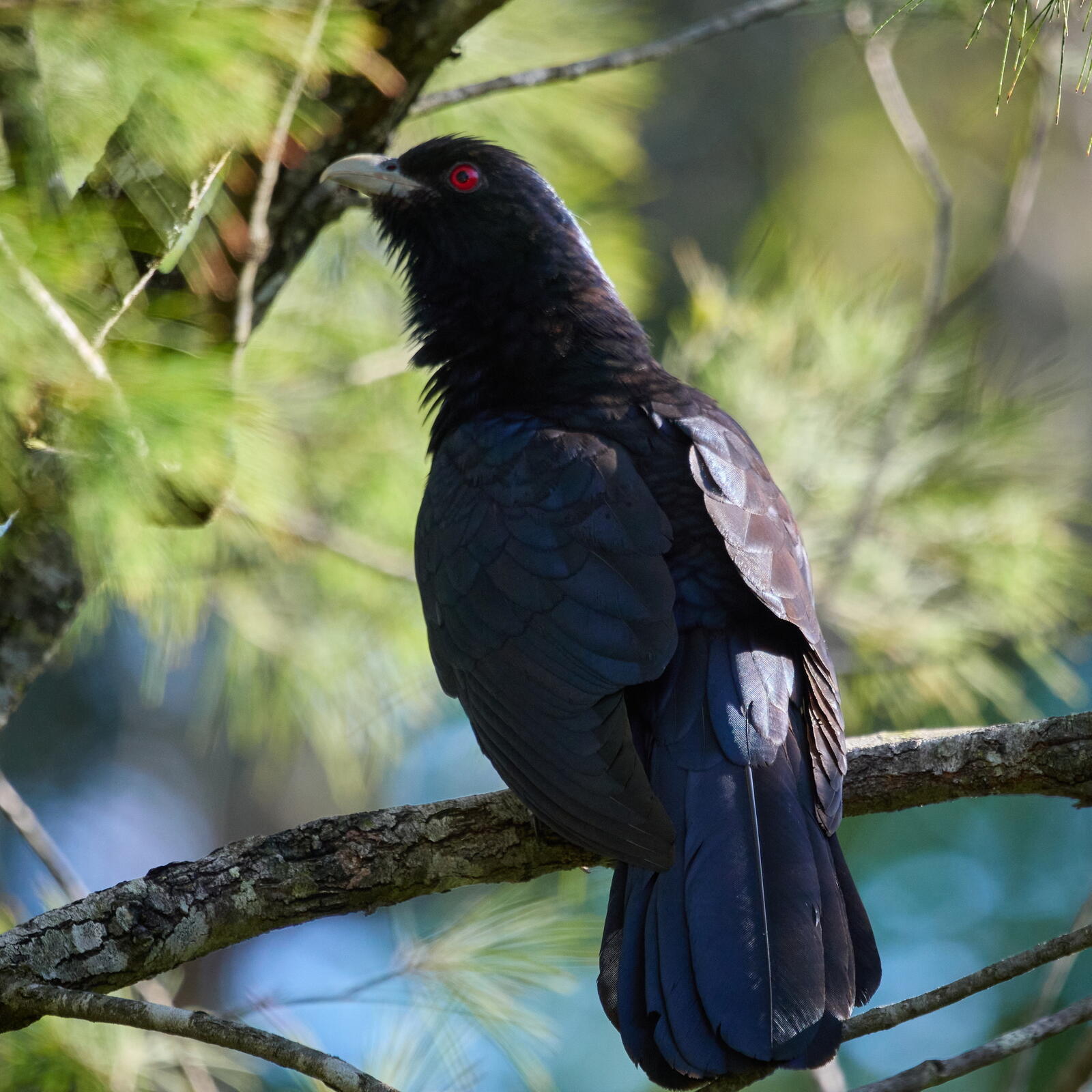 A visiting male Eastern Koel. - Olympus UK E-System User Group