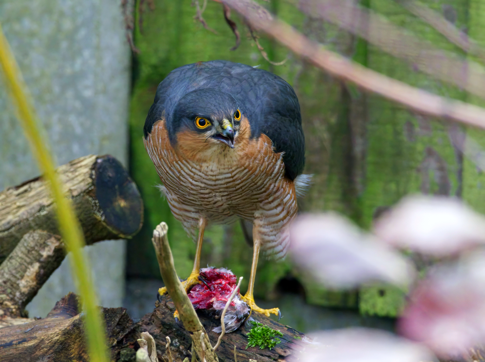 Predator in the Garden - Olympus UK E-System User Group