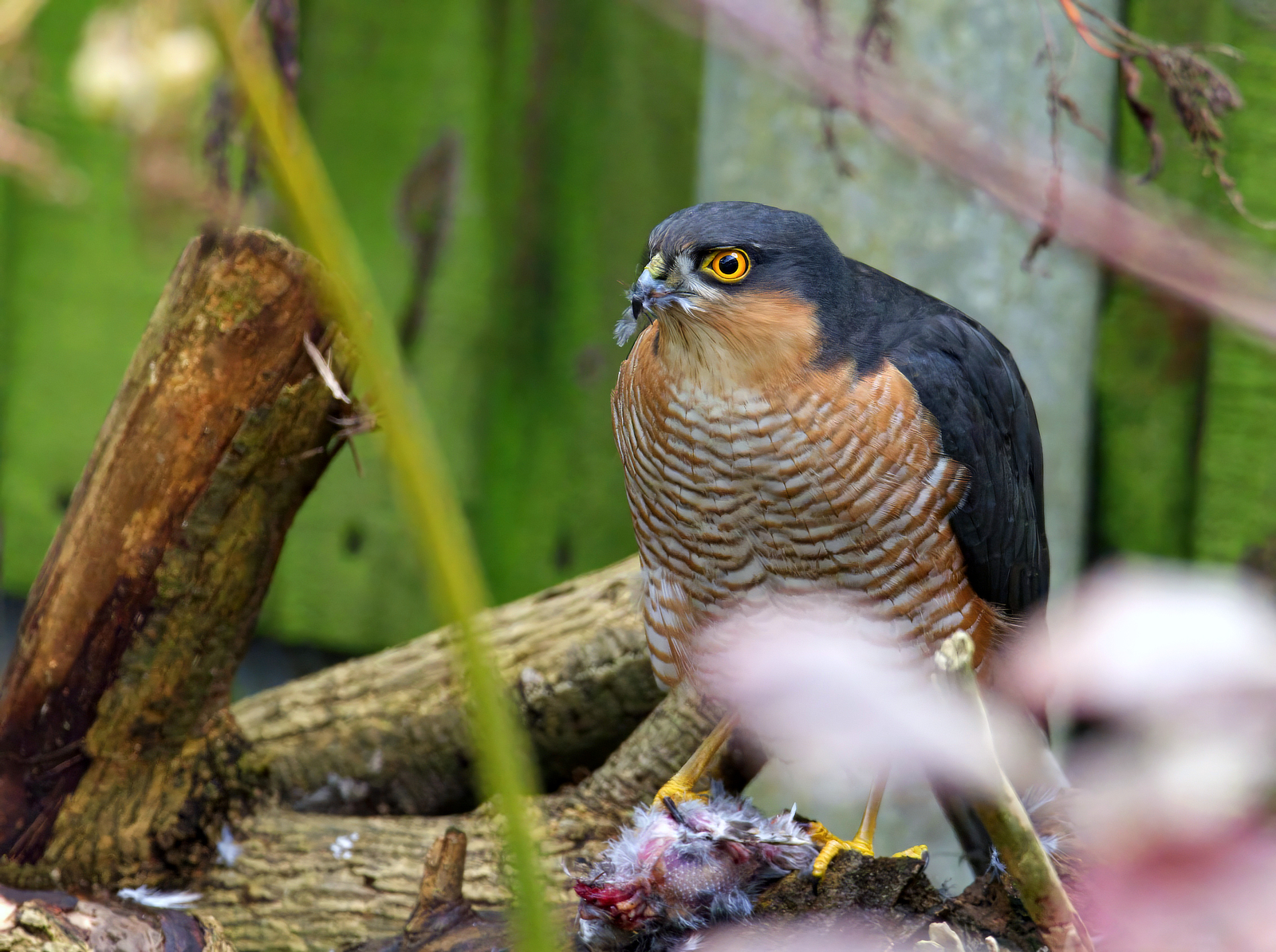 Predator in the Garden - Olympus UK E-System User Group