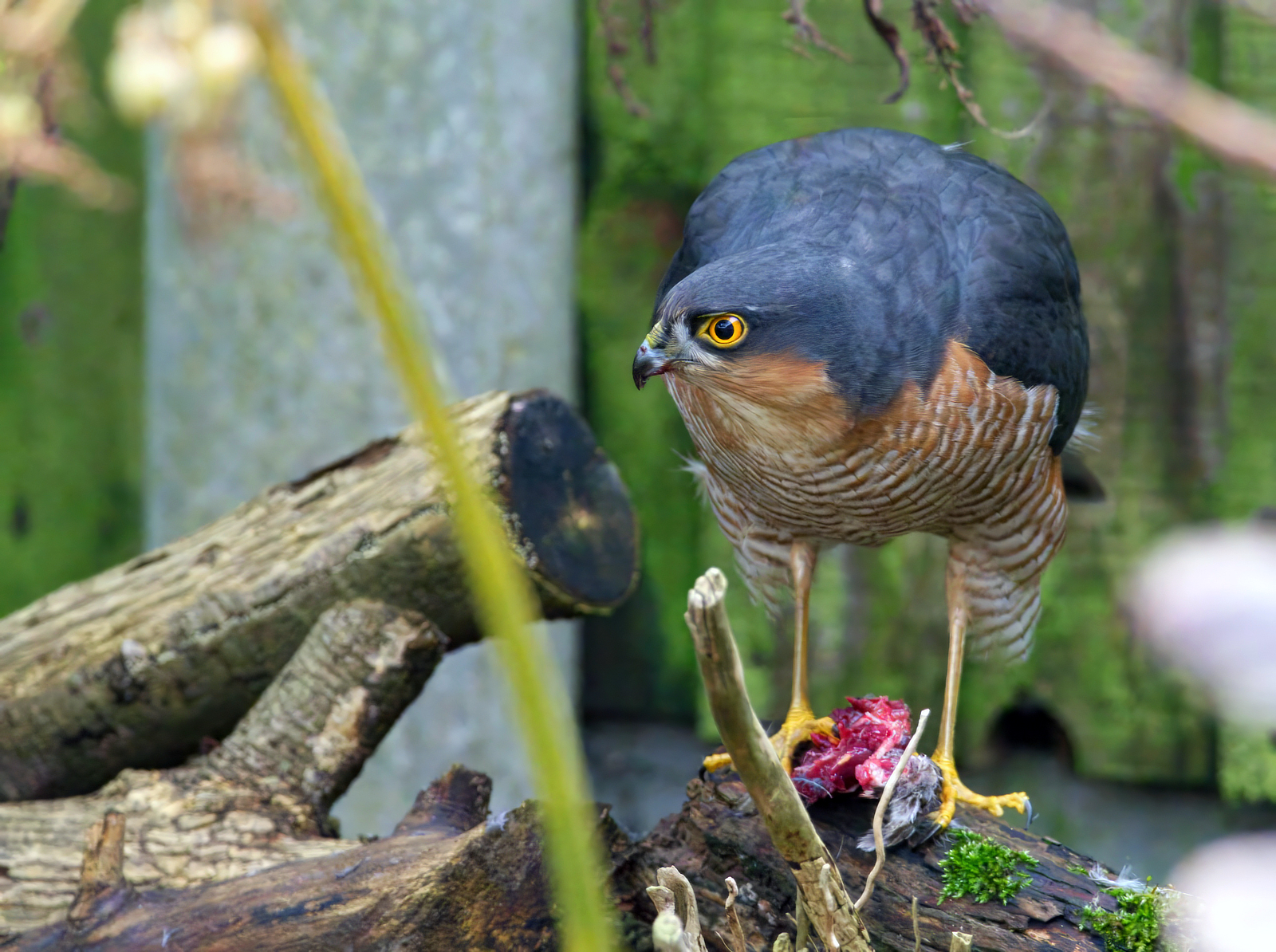 Predator in the Garden - Olympus UK E-System User Group