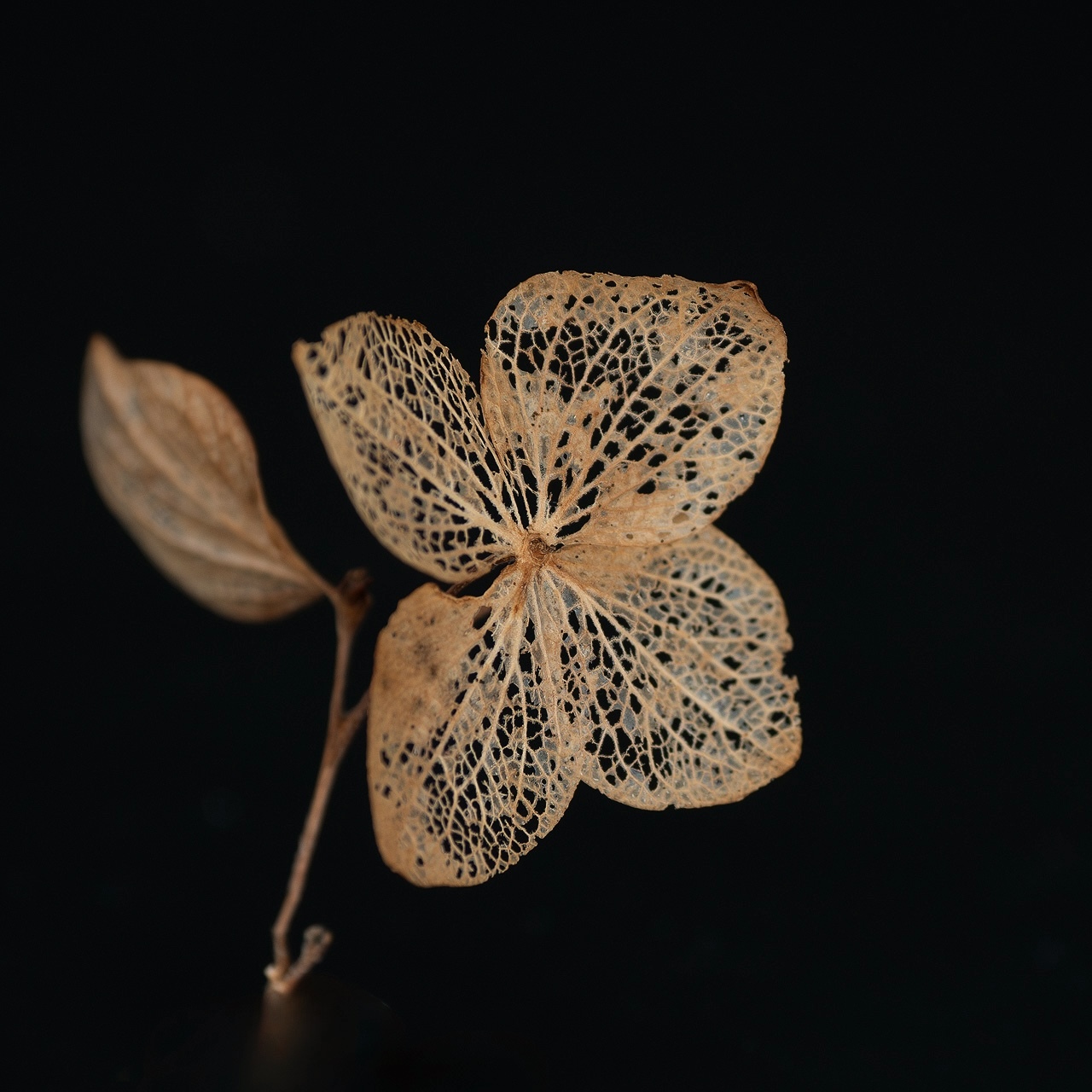 Delicate - Olympus UK E-System User Group