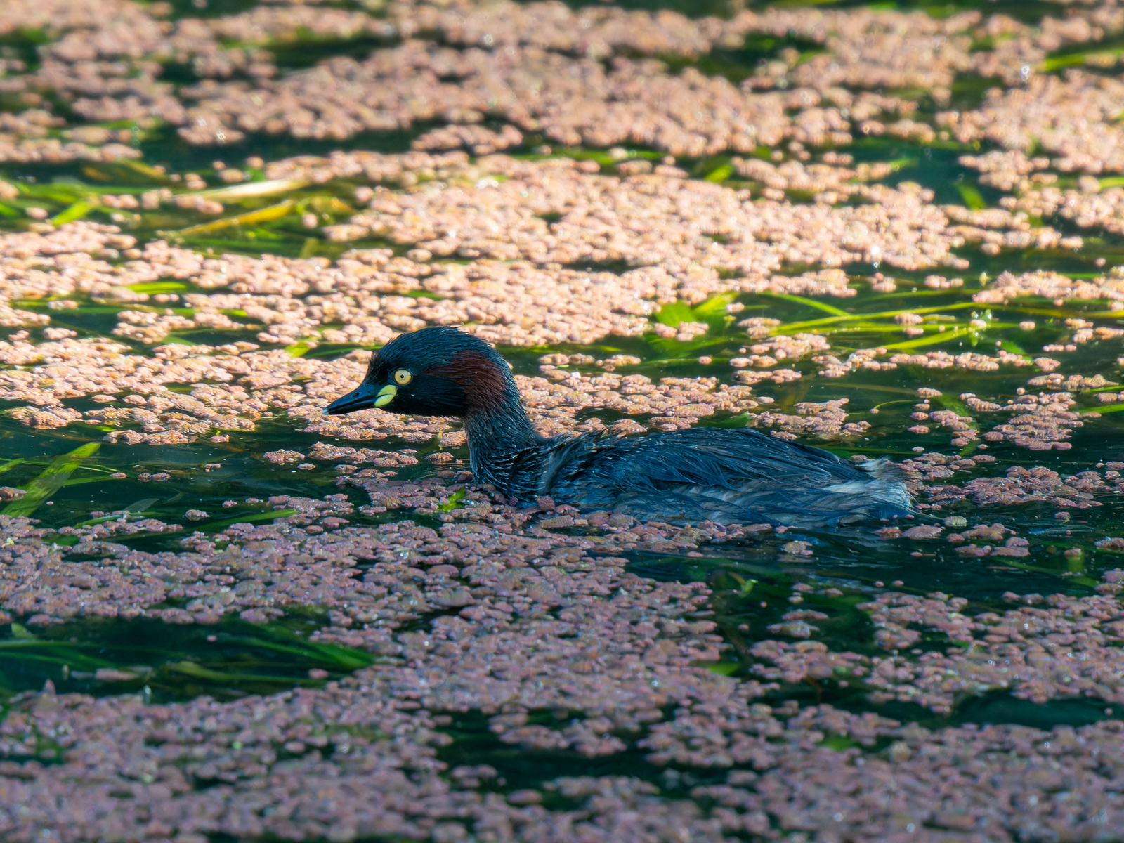 Grebe in the weed - Olympus UK E-System User Group