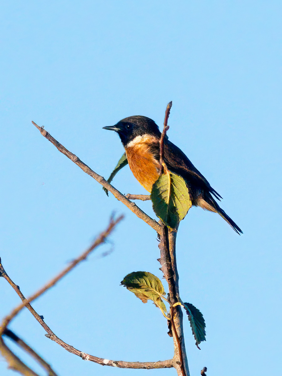 how far can you crop in - Olympus UK E-System User Group