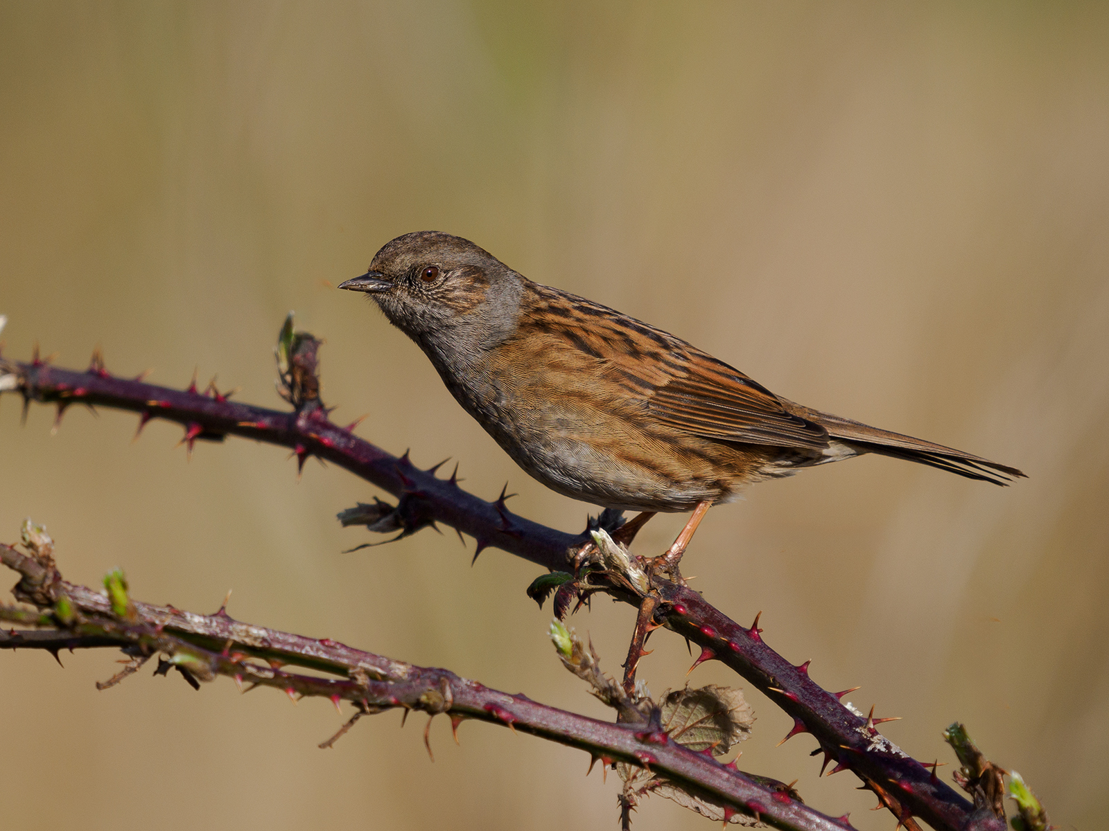 Dunnock - Olympus UK E-System User Group