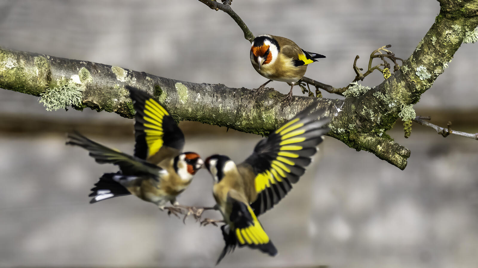 the spectator - Olympus UK E-System User Group