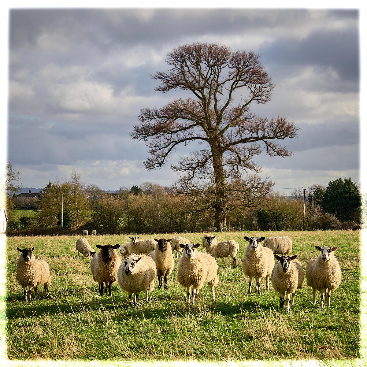 Sheep and a Tree - Olympus UK E-System User Group