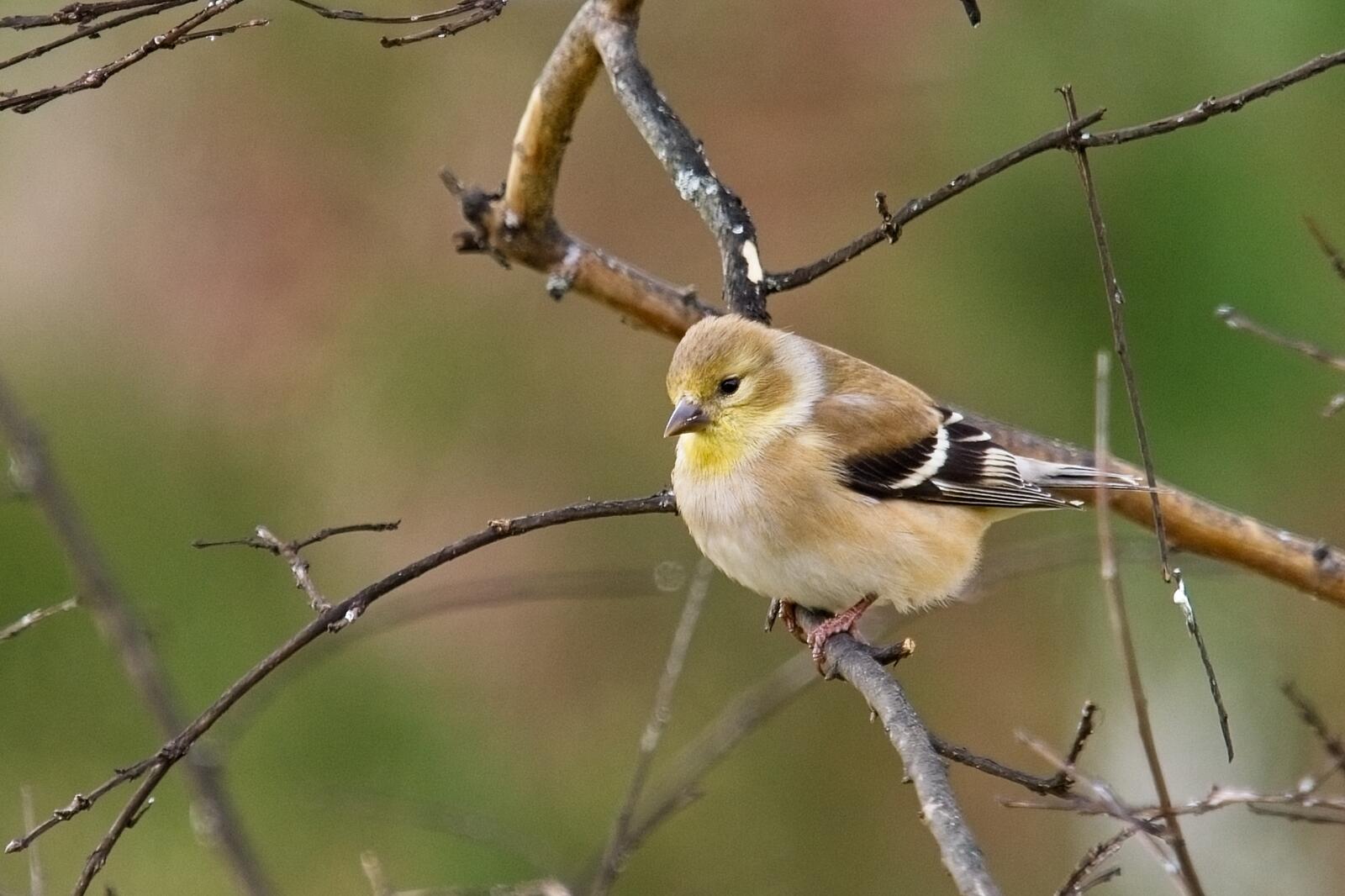 American Gold Finch - Male in Non-Breeding Plumage - Olympus UK E-System User Group