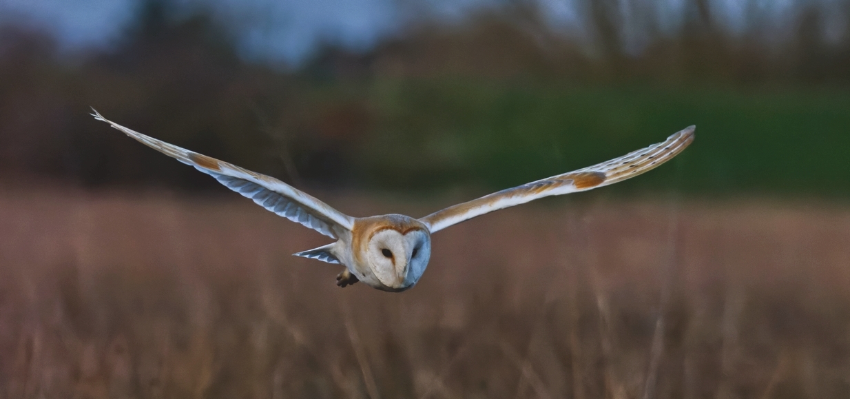 EXIF problem solved - Think I'm falling in love with Barn Owls ...
