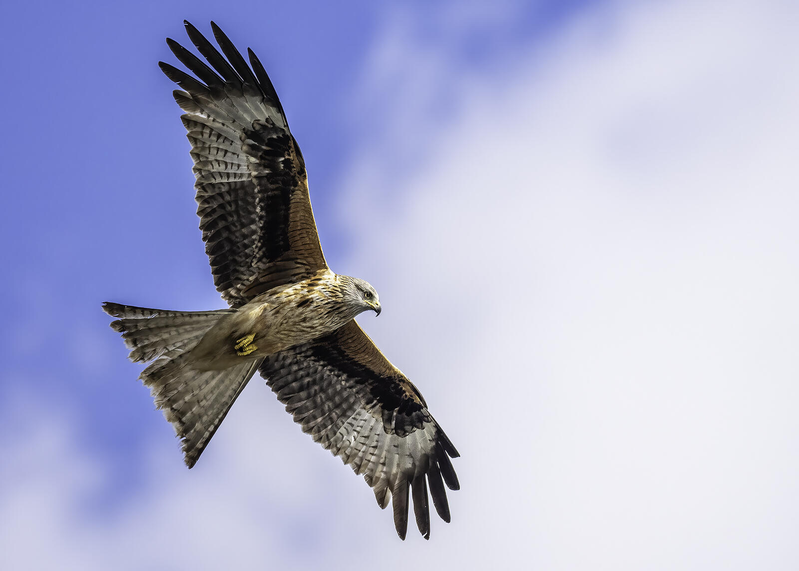 first off the block (red kites) - Olympus UK E-System User Group